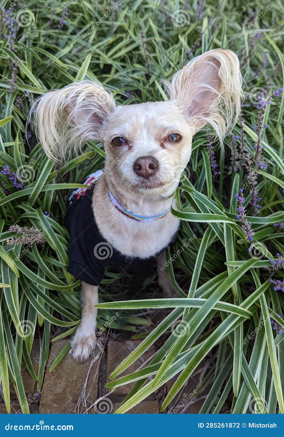 Cute Small Dog with Big Ears in a Flower Bed Stock Photo - Image of ...