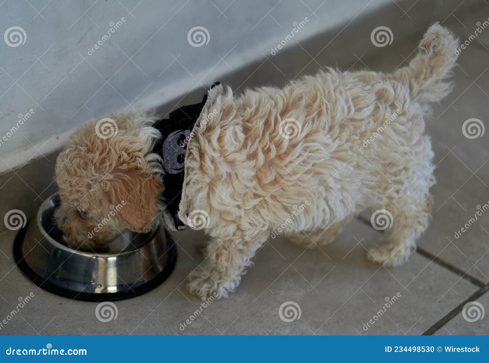 Cute small dog eating stock photo. Image of mammal, friend - 234498530