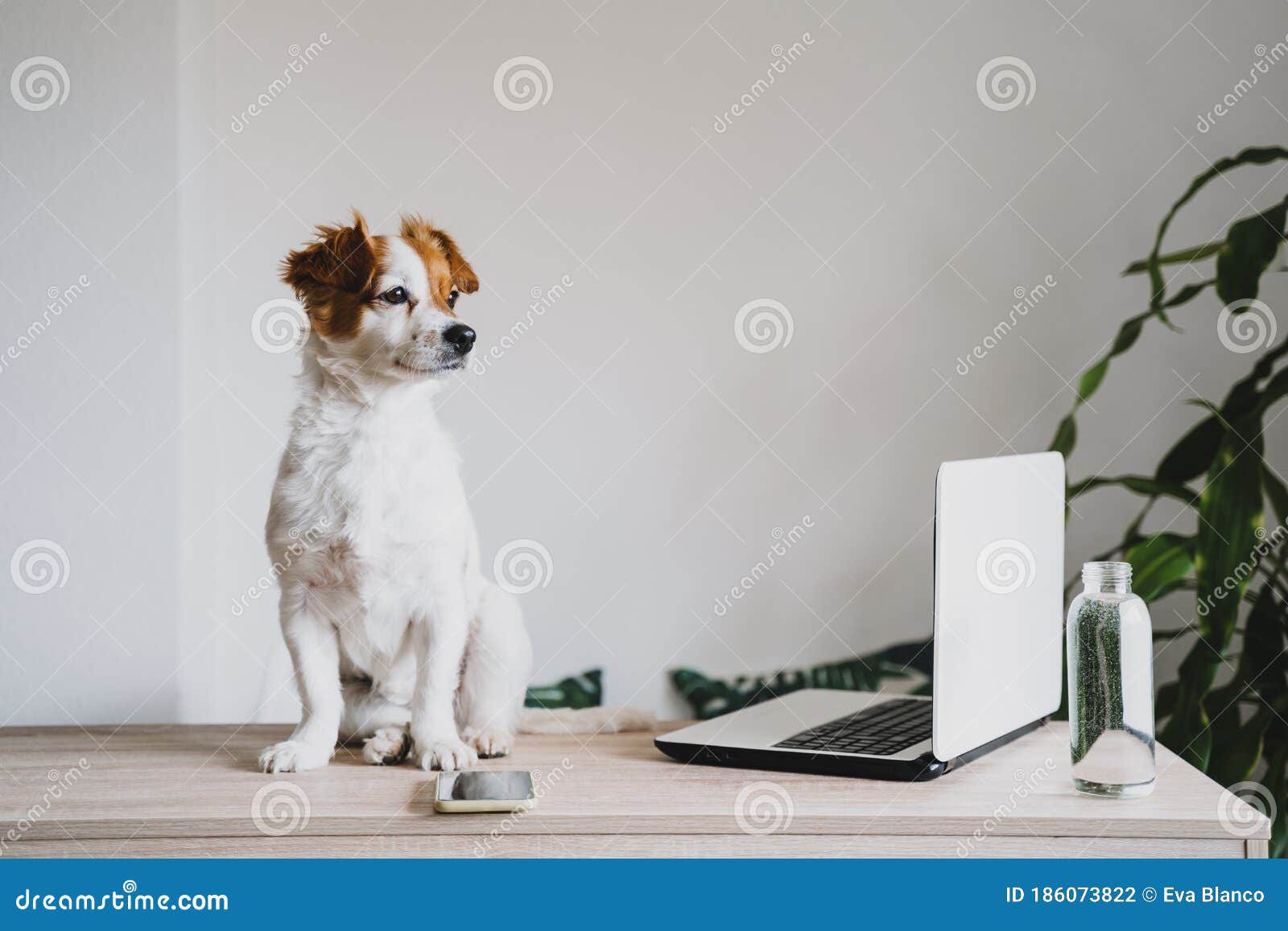 Cute Small Dog at Home Working on Laptop. Technology and Working from ...