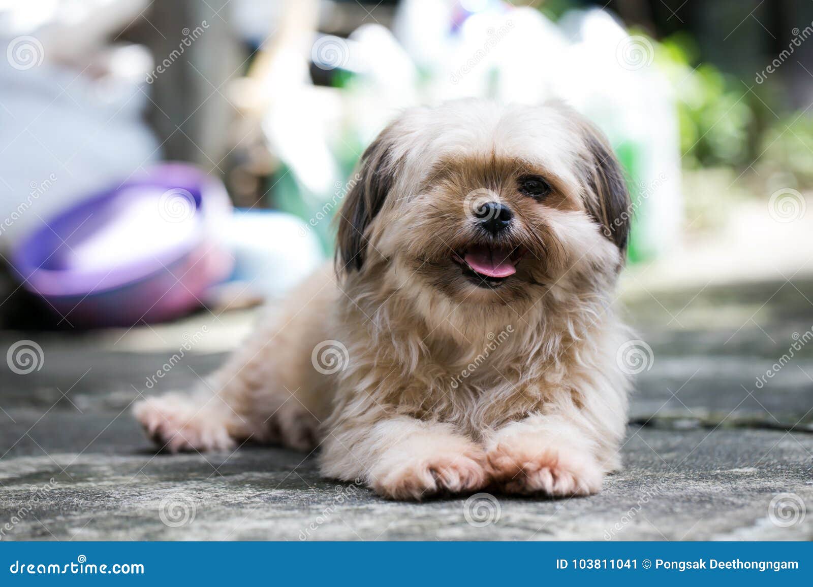 Cute Small Dog stock image. Image of cute, pedigreed - 103811041