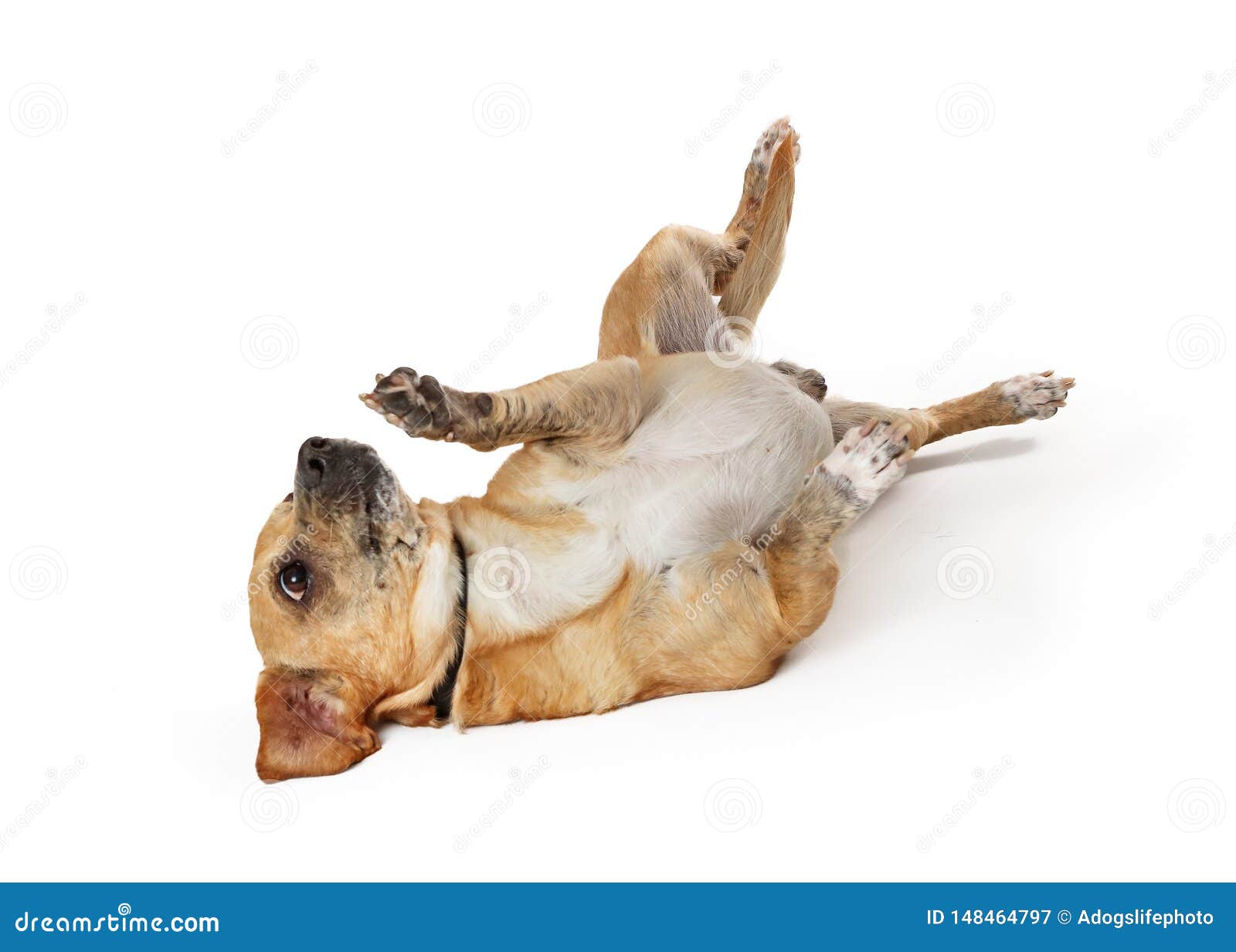 Small Dog Rolling Onto Back Stock Image - Image of animal, small: 148464797