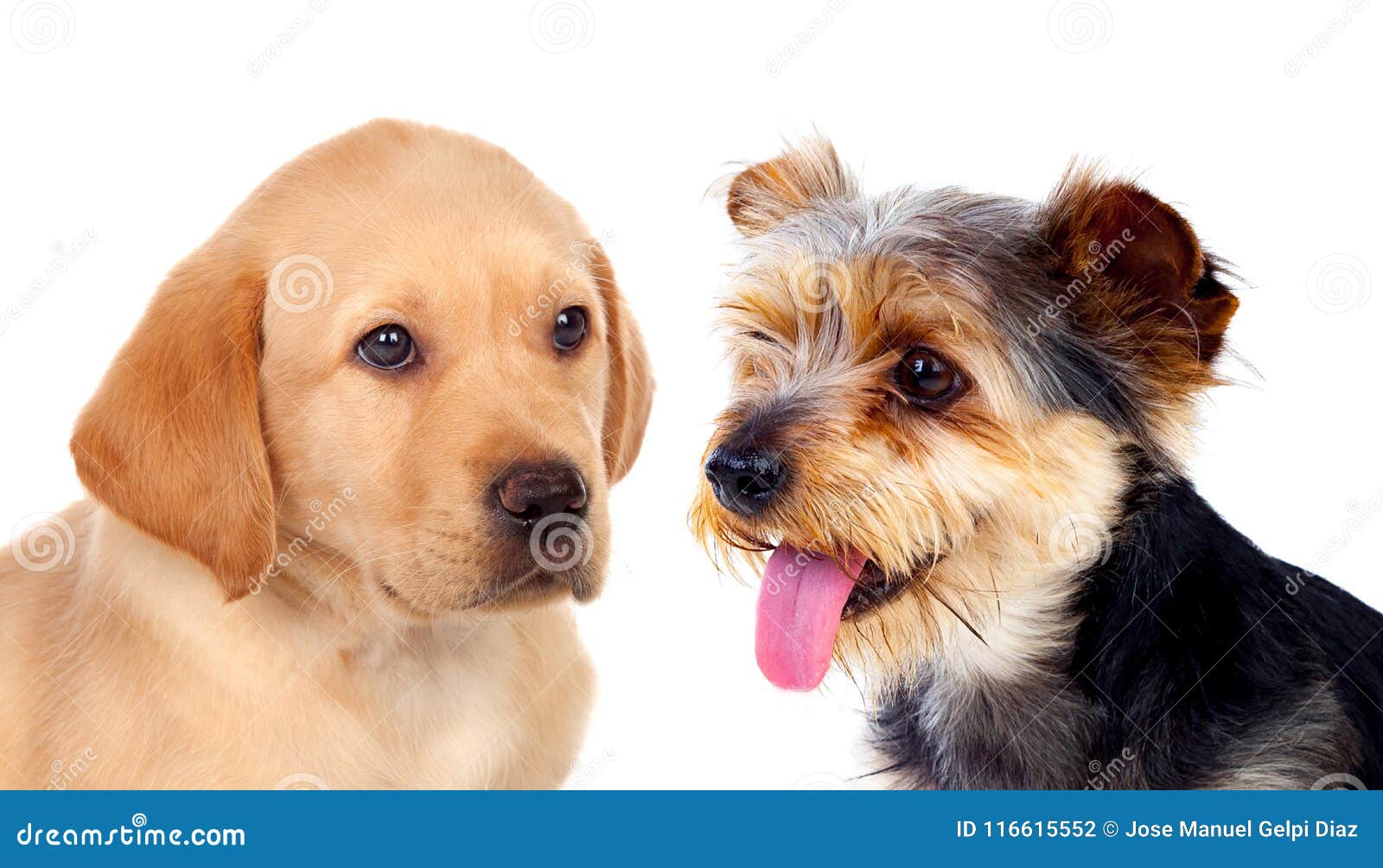 Cute small dogs isolated stock photo. Image of puppy - 116615552
