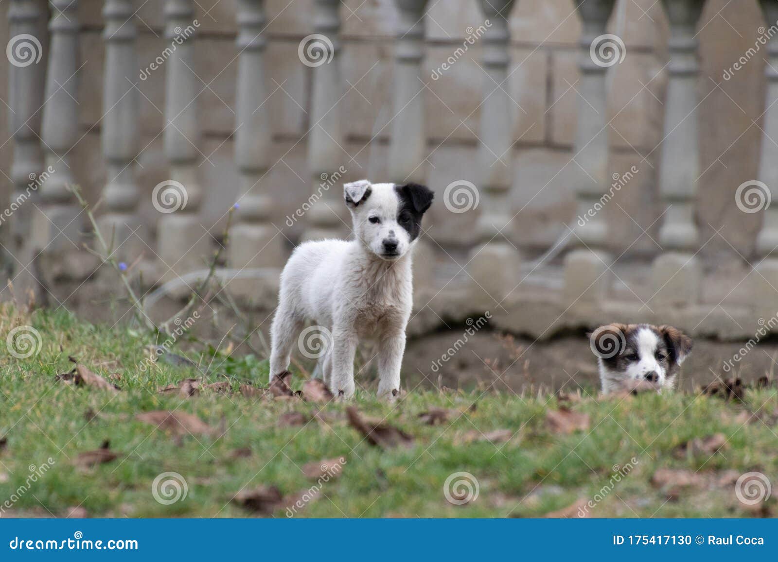 Cute Small Dogs Standing on Grass Stock Photo - Image of green, animal ...