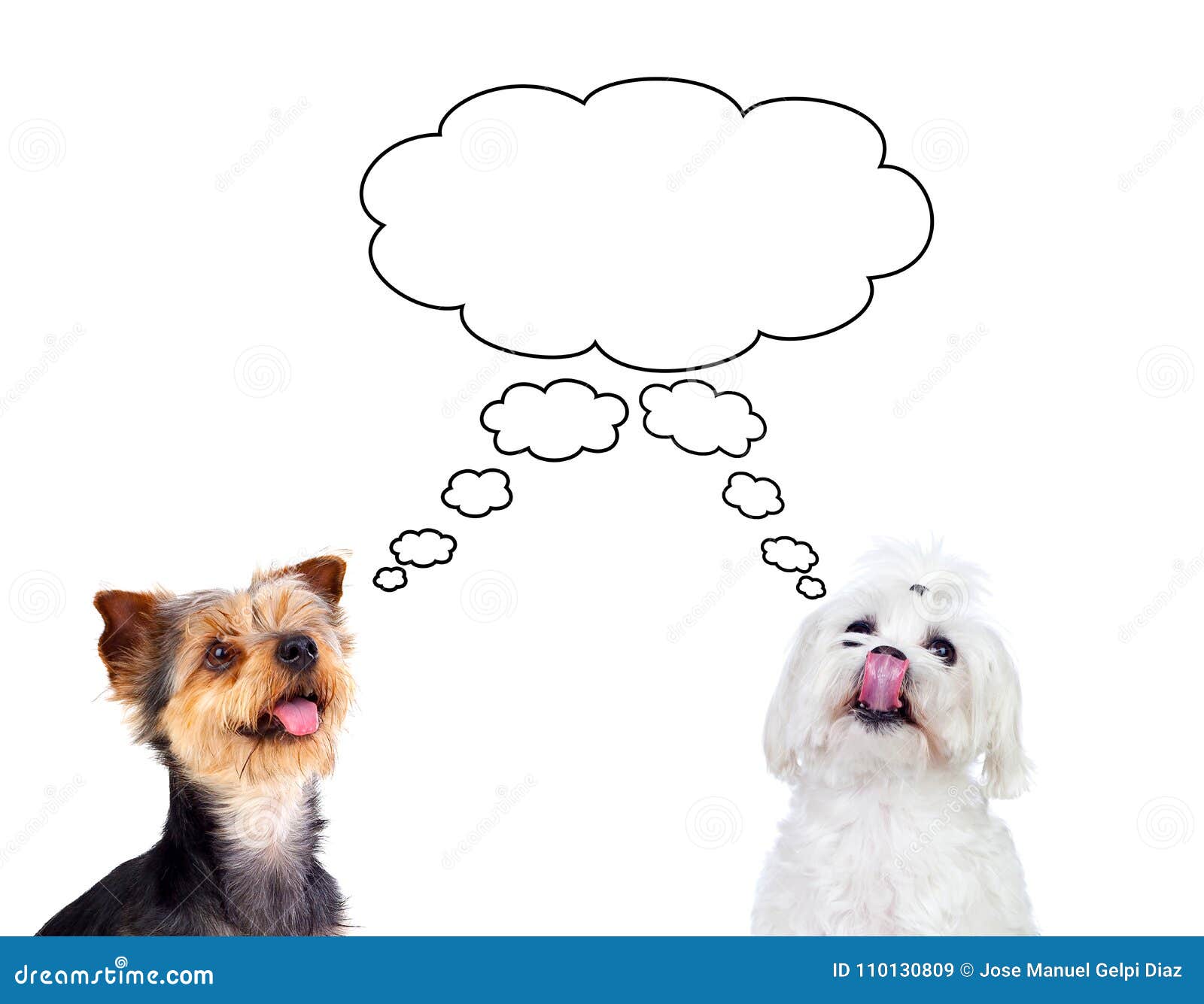 Cute small dogs thinking stock image. Image of charming - 110130809