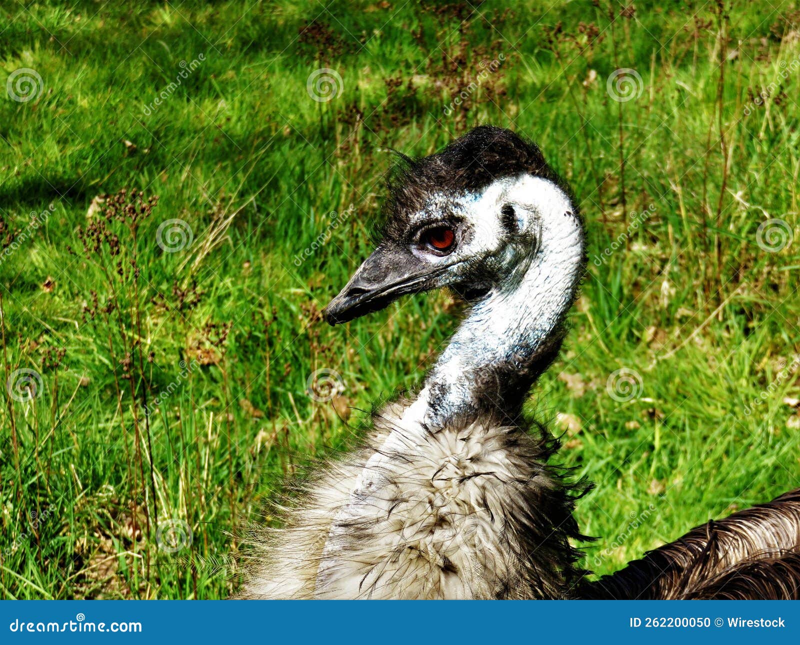Cute Small Duck in a Green Meadow Stock Photo - Image of face, green ...