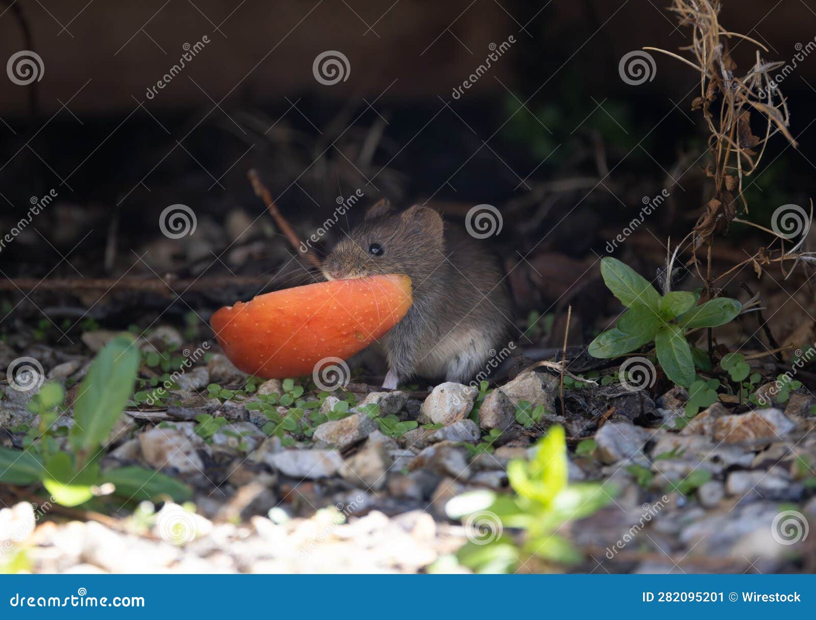 Cute Small Field Vole Eating a Ripe Fruit Stock Image - Image of forage ...