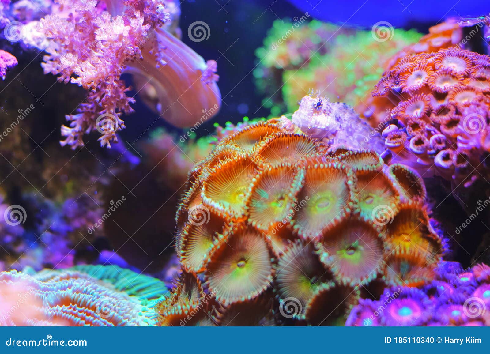 21,311 Cute Sea Fish Stock Photos - Free & Royalty-Free Stock Photos ...