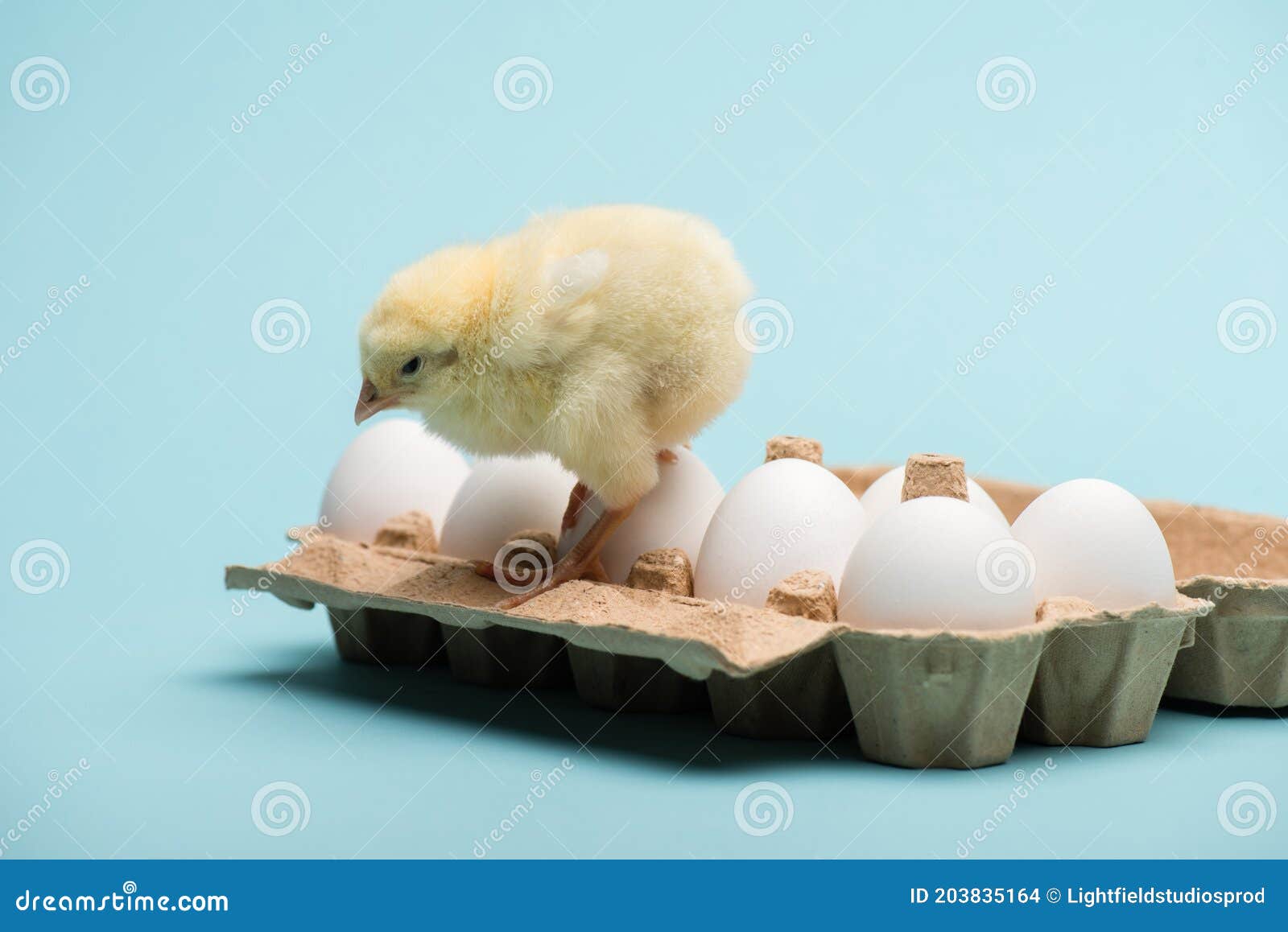 Cute Small Fluffy Chicks on Blue Stock Photo - Image of mammal, chicken ...
