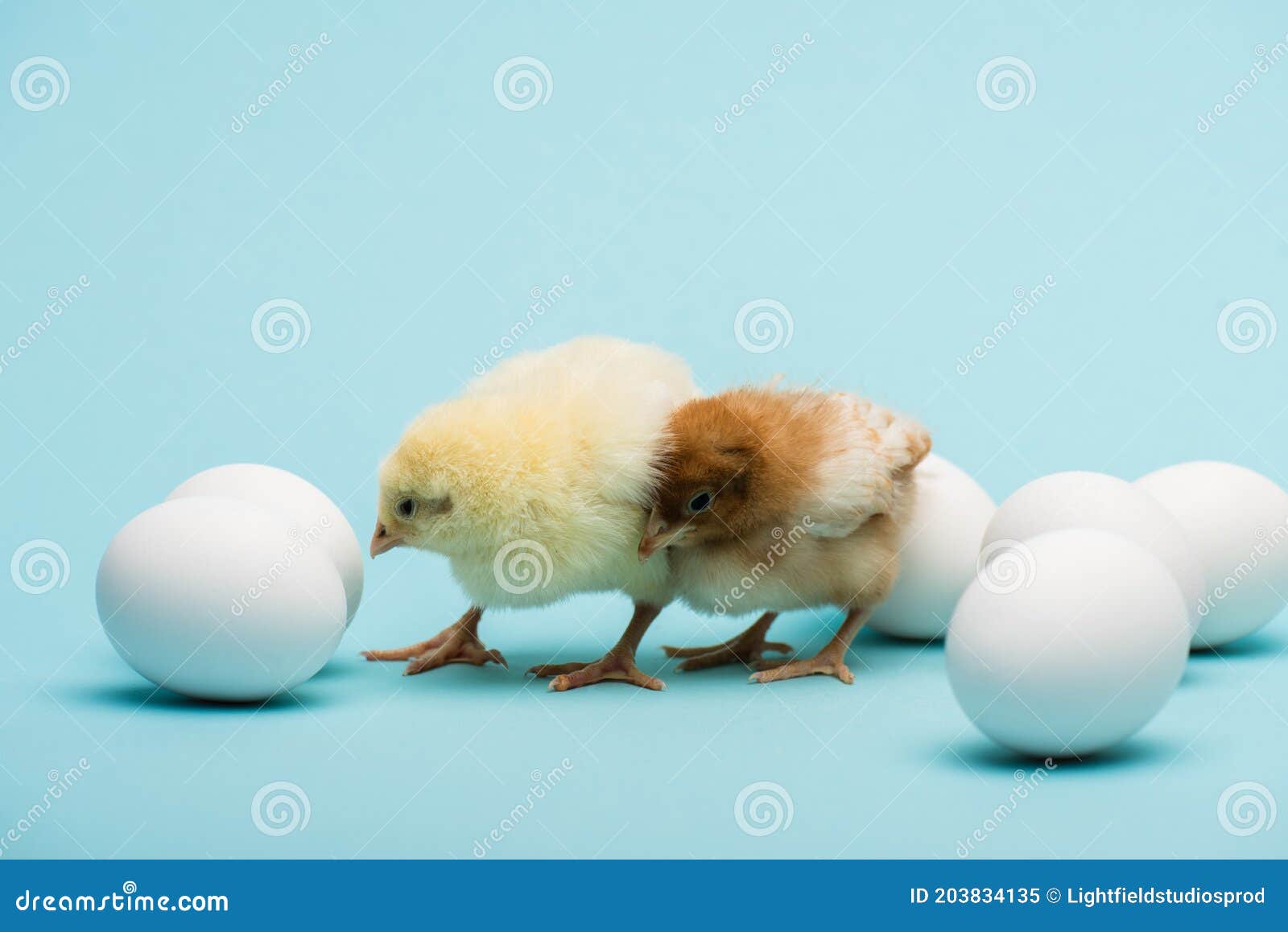 Cute Small Fluffy Chicks on Blue Stock Image - Image of chick, blue ...