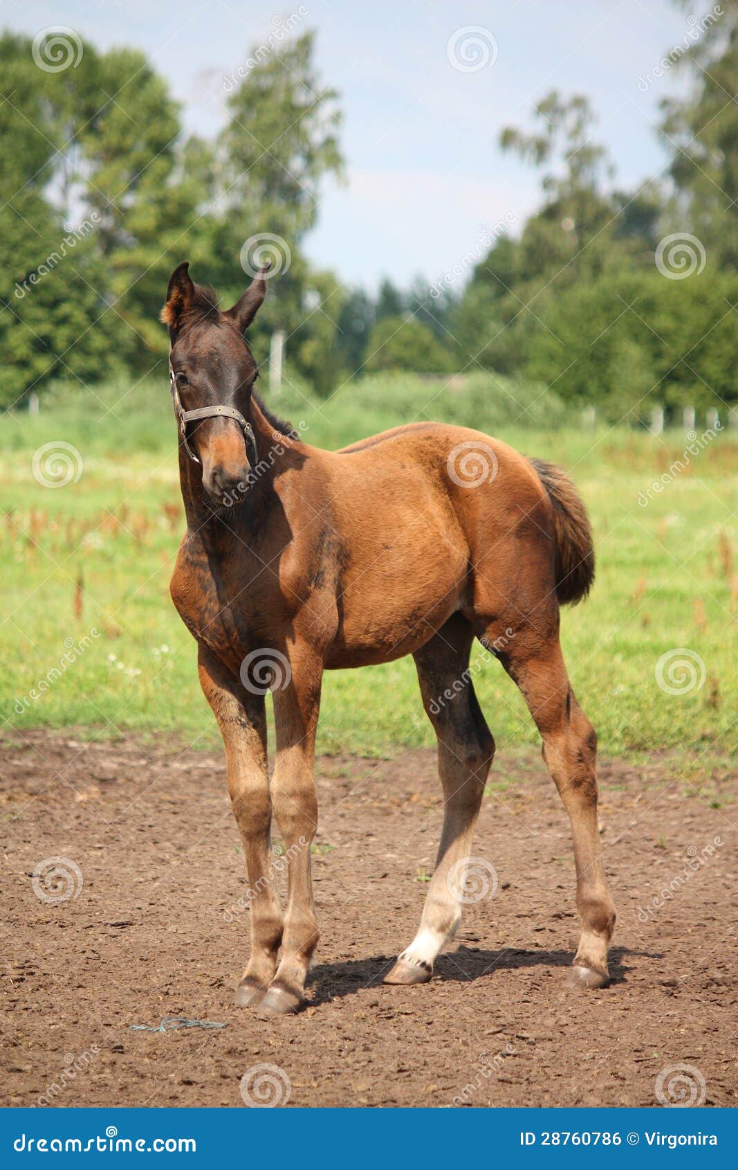 Cute Small Foal Standing at the Pasture Stock Photo - Image of little ...