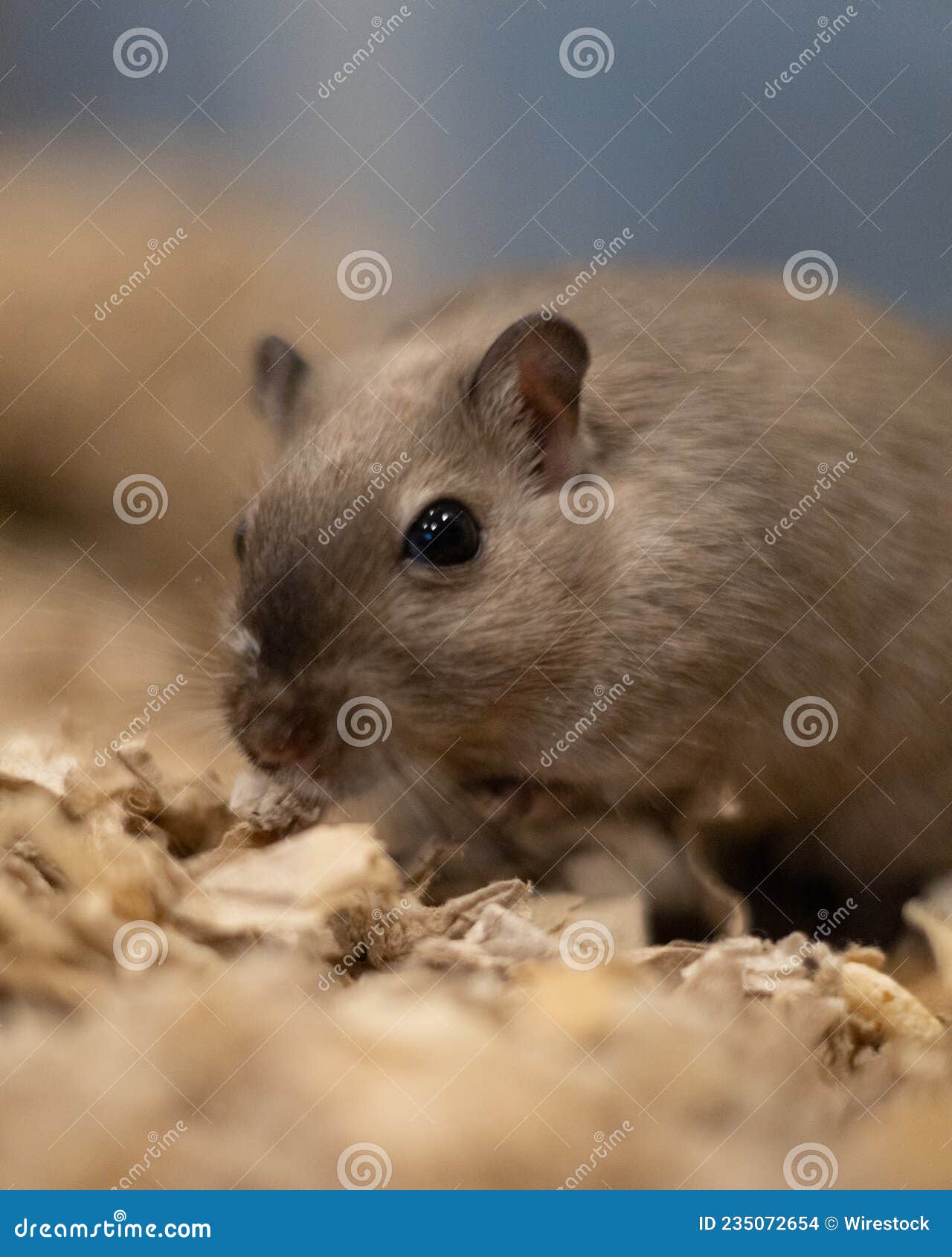 Cute Small Gerbil in the Sawdust in Its Cage Stock Photo - Image of ...