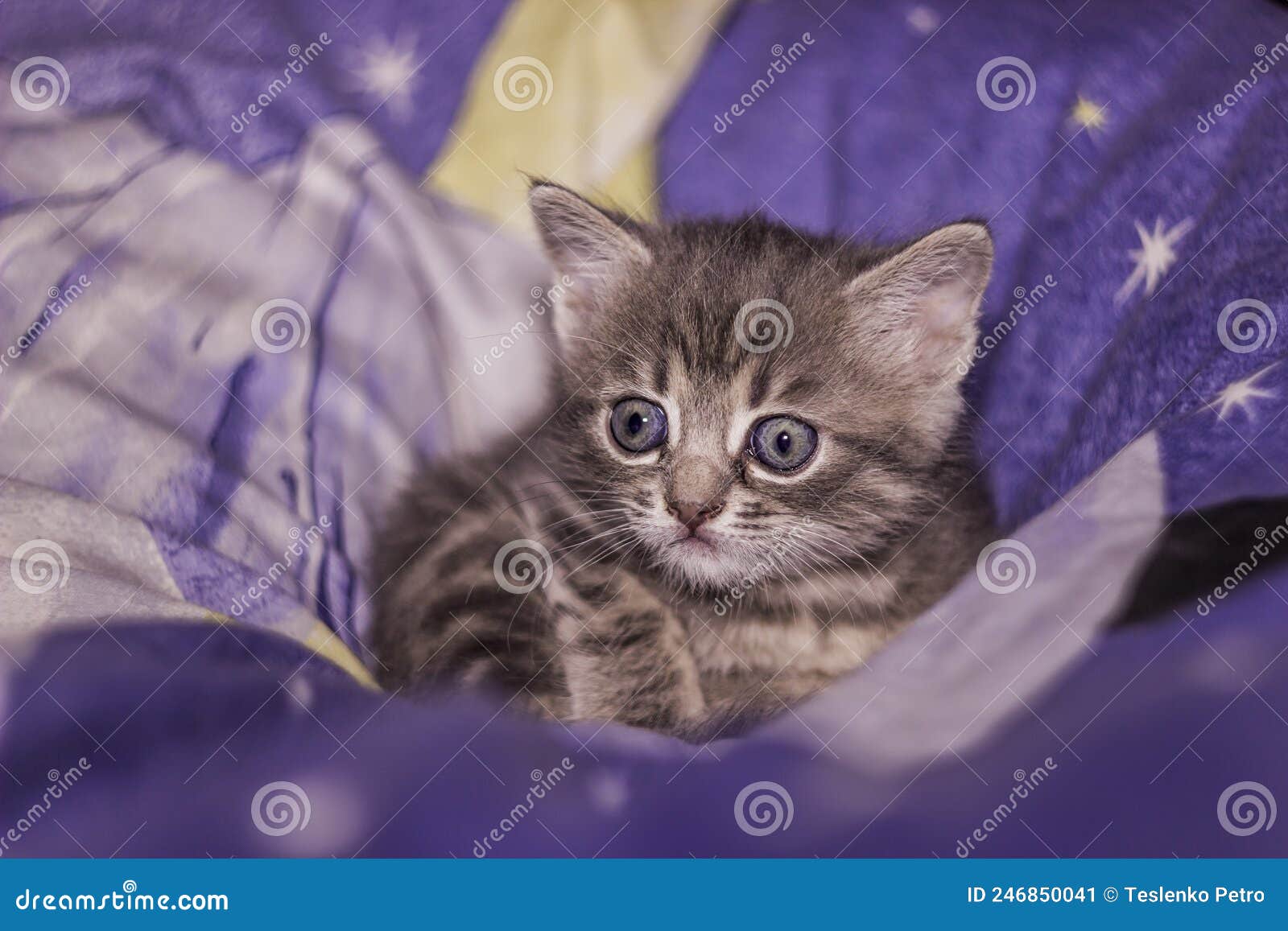 A Cute Small Grey Kitty Portrait Stock Image - Image of pets, pussycat ...