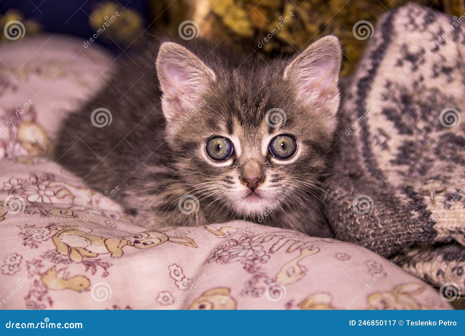A Cute Small Grey Kitty Portrait Stock Image - Image of cute, kitty ...