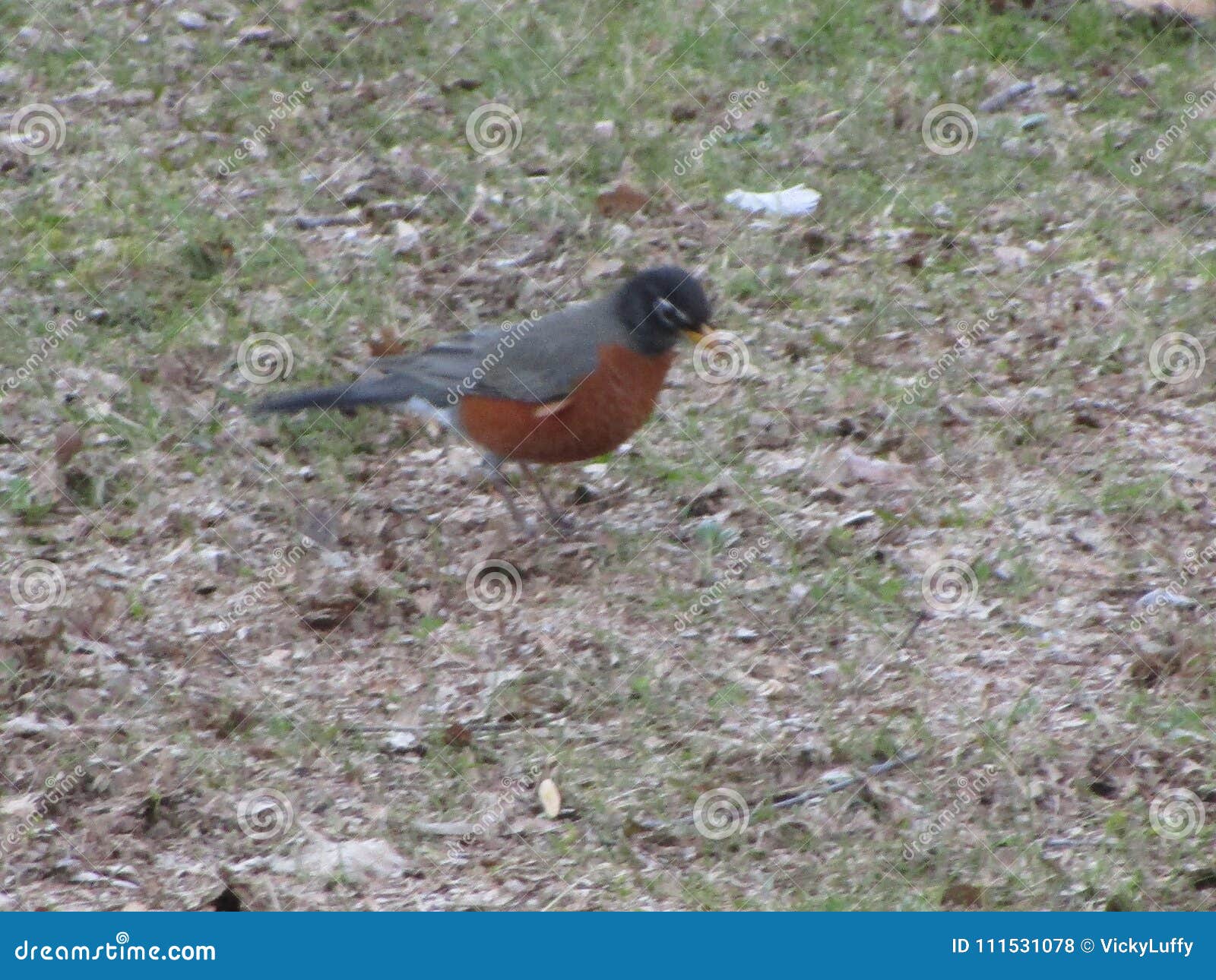 Cute Small Grey and Orange Bird Pecking on the Grass Ground by Itself ...