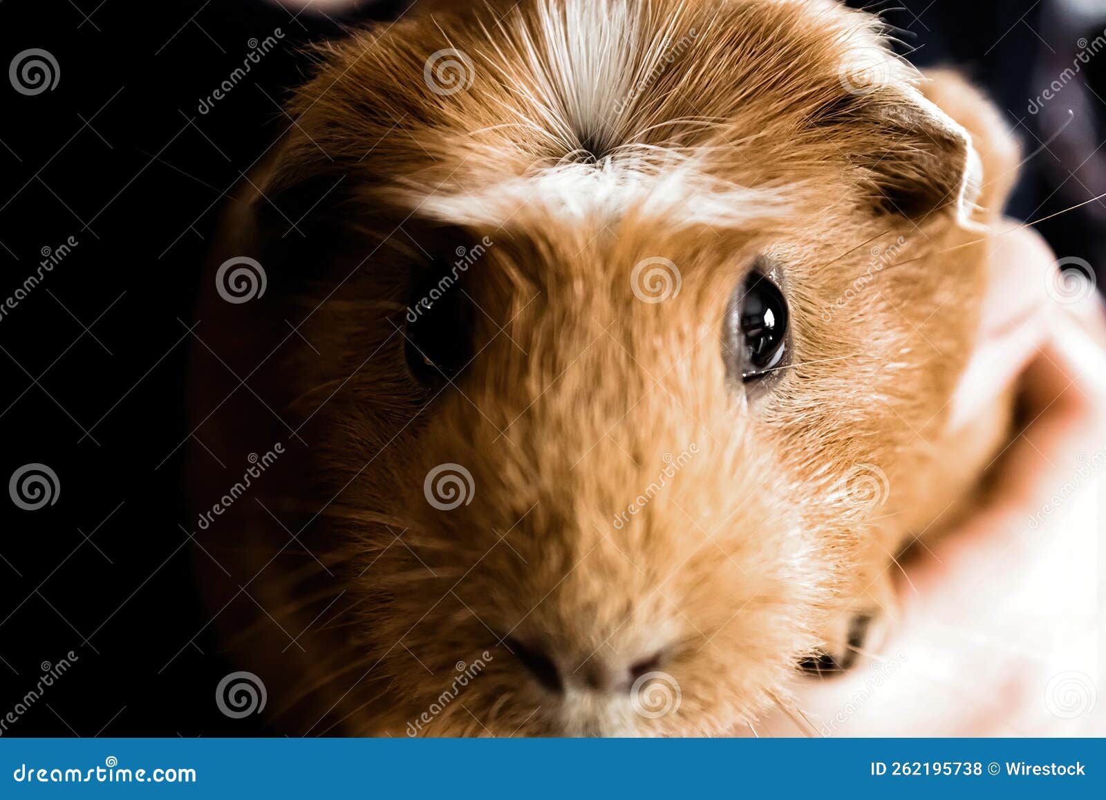 Cute Small Guinea Pig on Human Hands Stock Photo - Image of wildlife ...