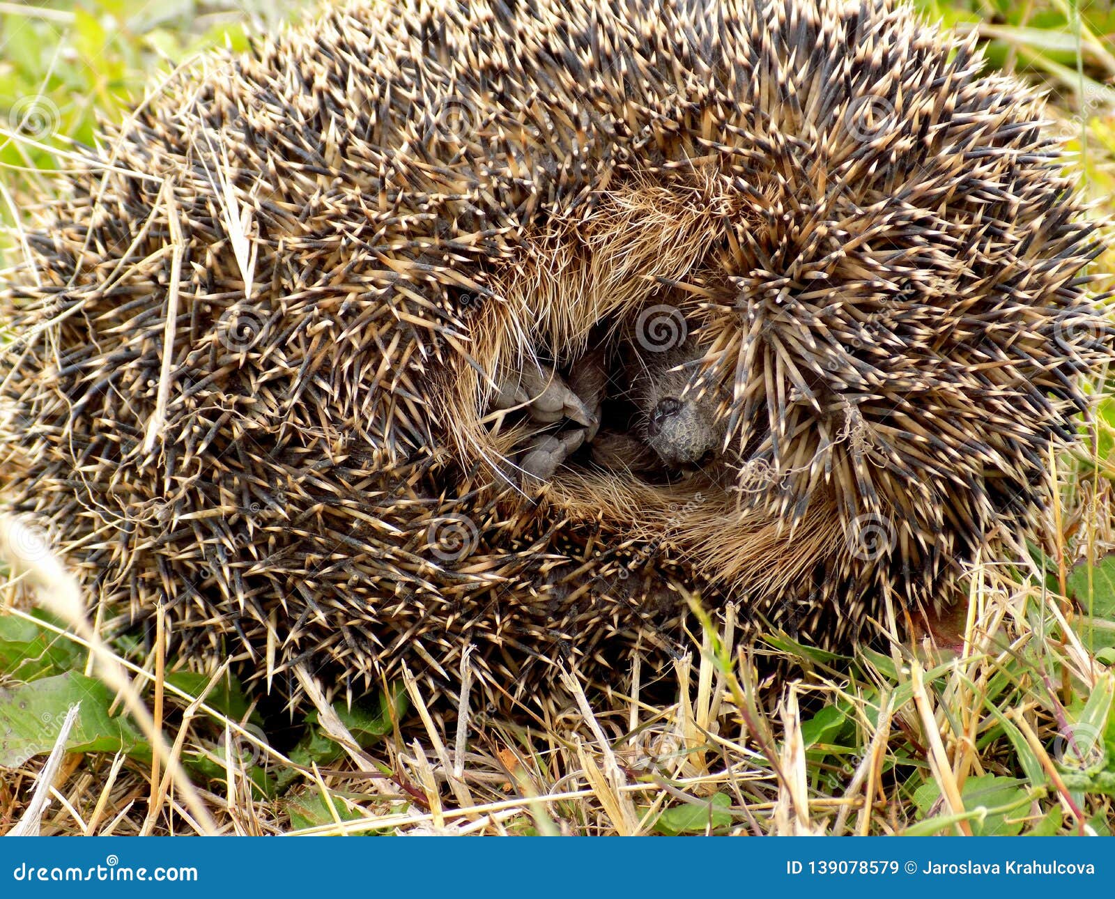 Cute Small Hedgehog is Hiding Stock Image - Image of sharp, needle ...