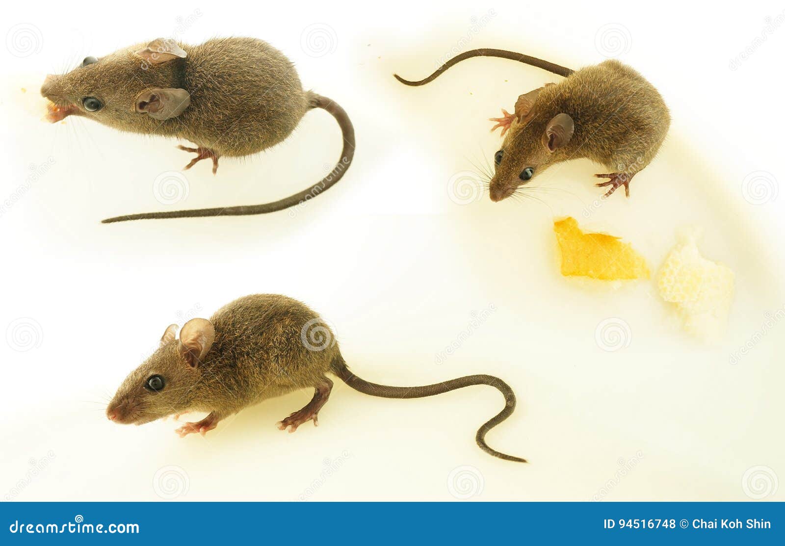 Cute Small House Rat with Big Ears Stock Photo - Image of mouse, legs ...
