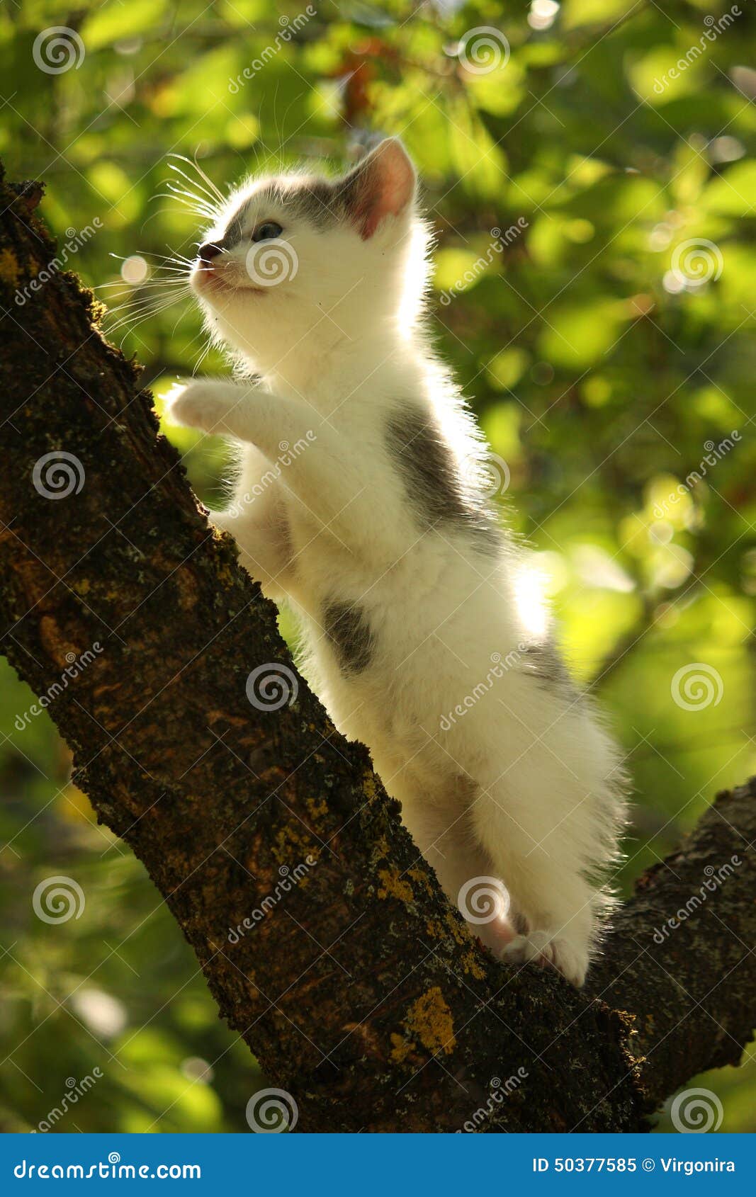 Cute Small Kitten Climbing Tree Branch in Summer Stock Image - Image of ...