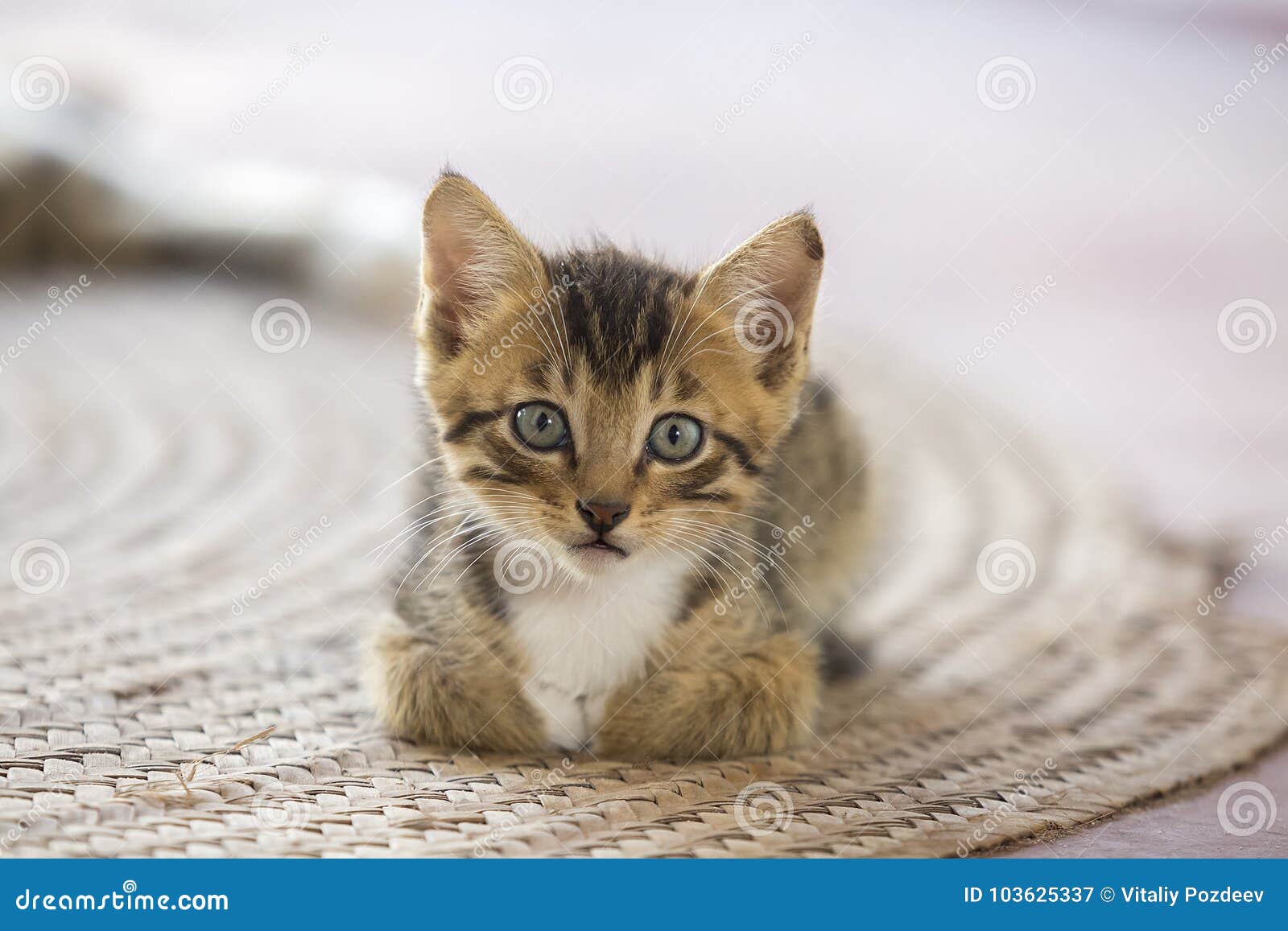 A Cute Small Kitten Looking at the Camera Stock Image - Image of lazy ...