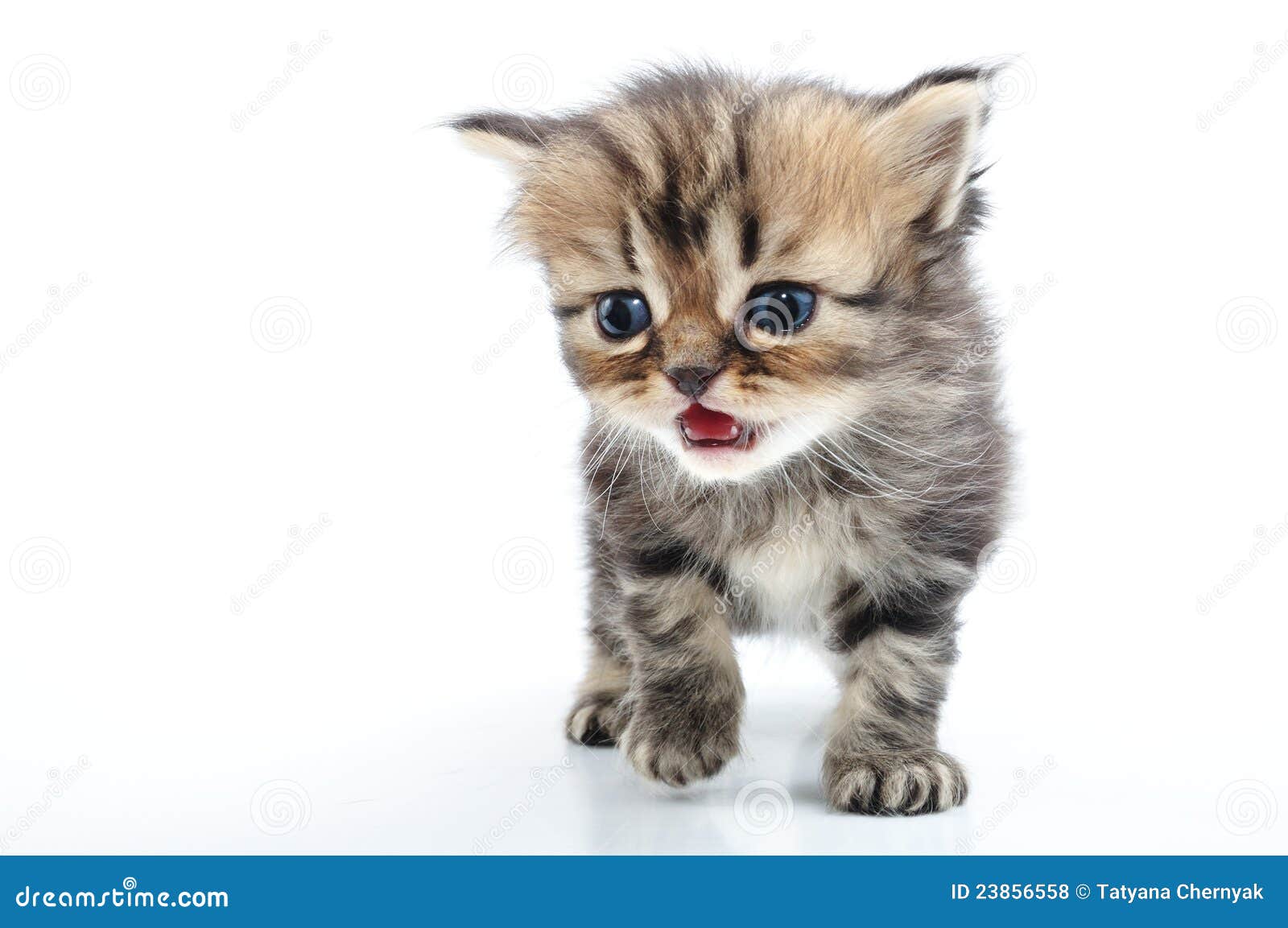 Cute Small Kitten Walking Towards Stock Photo - Image of funny, little ...