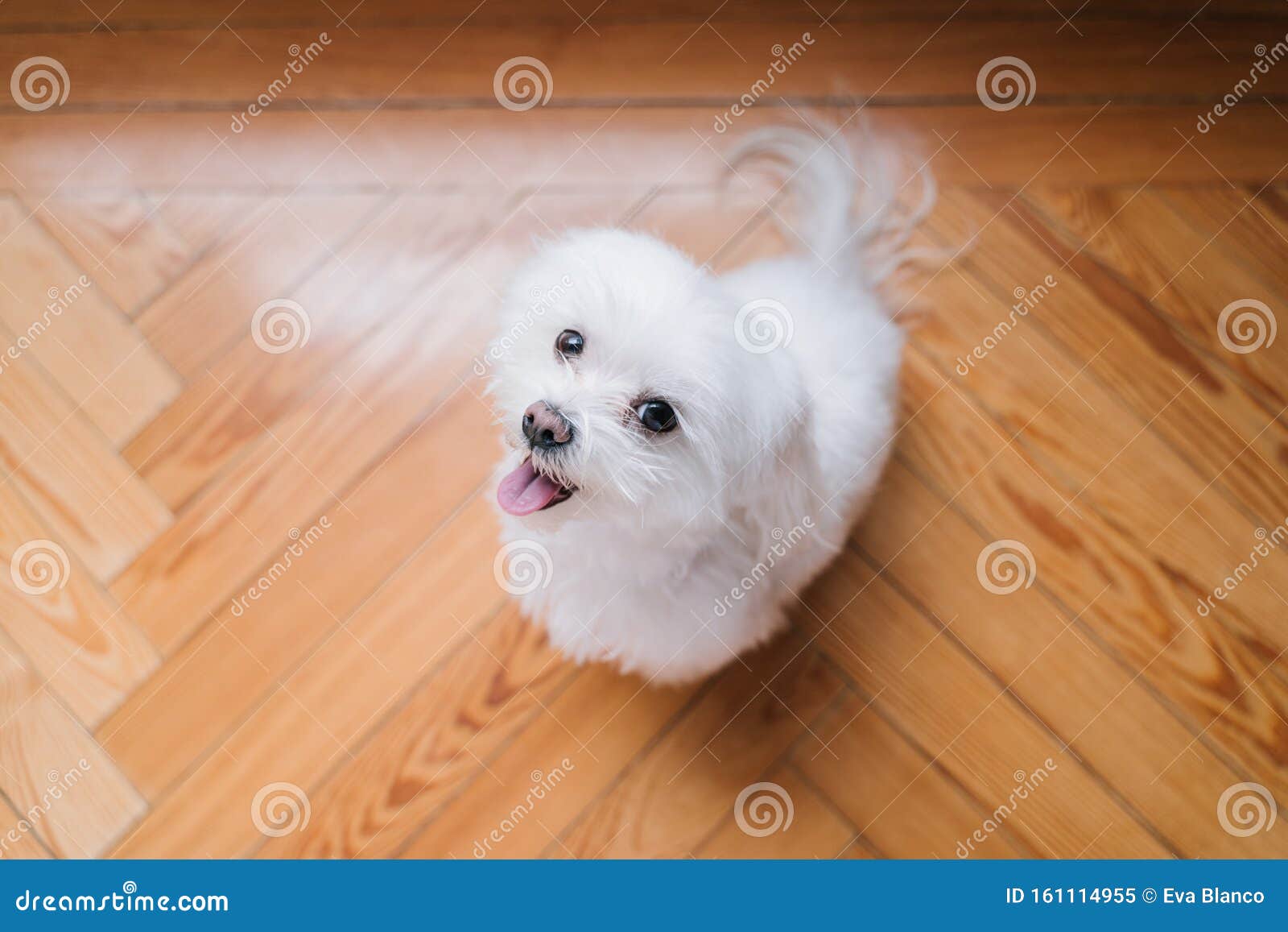 Cute Small Maltese Dog at Home Looking at the Camera Stock Image ...