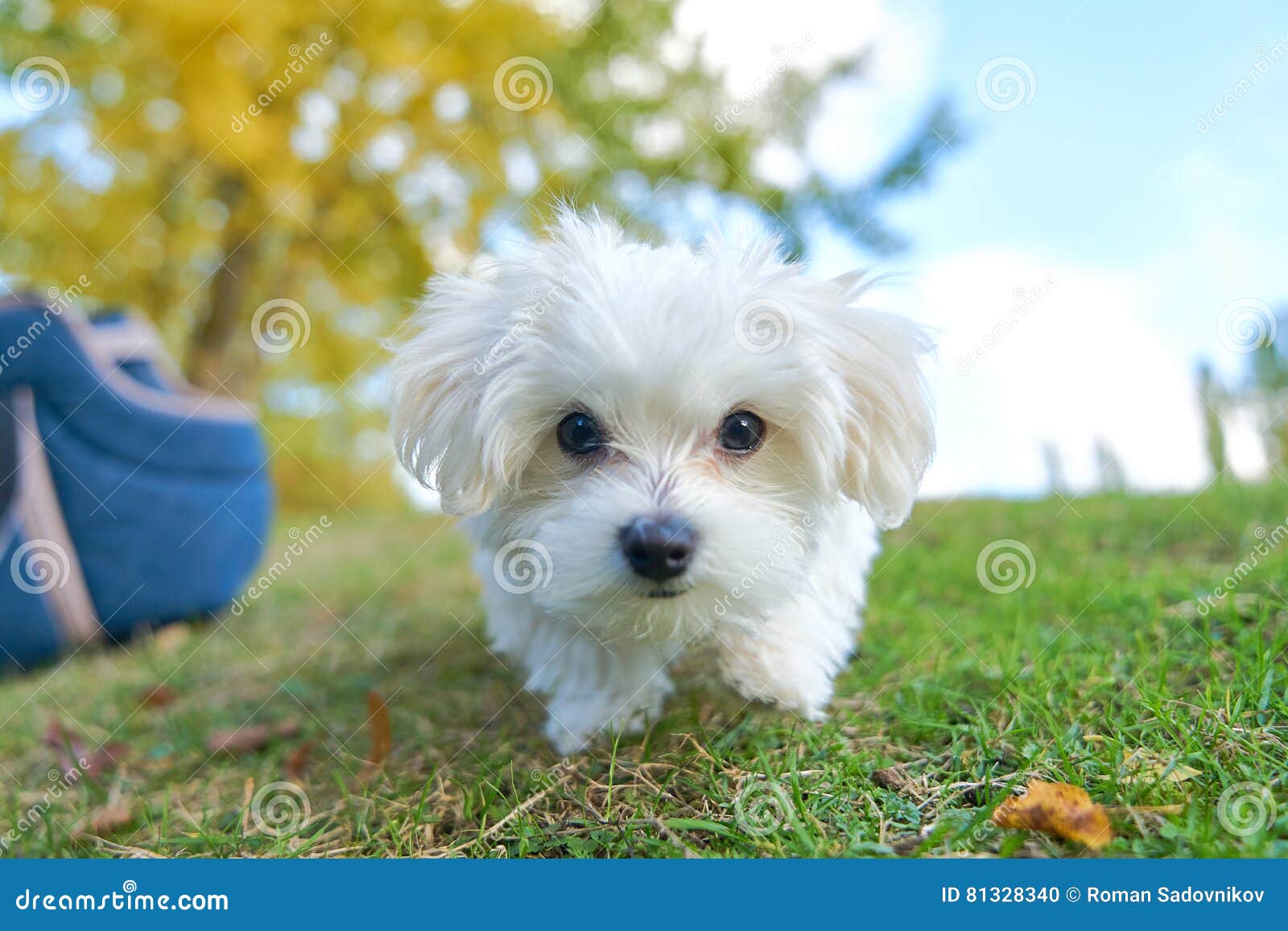 Cute Small Maltese in Front of a Camera Stock Photo - Image of pedigree ...