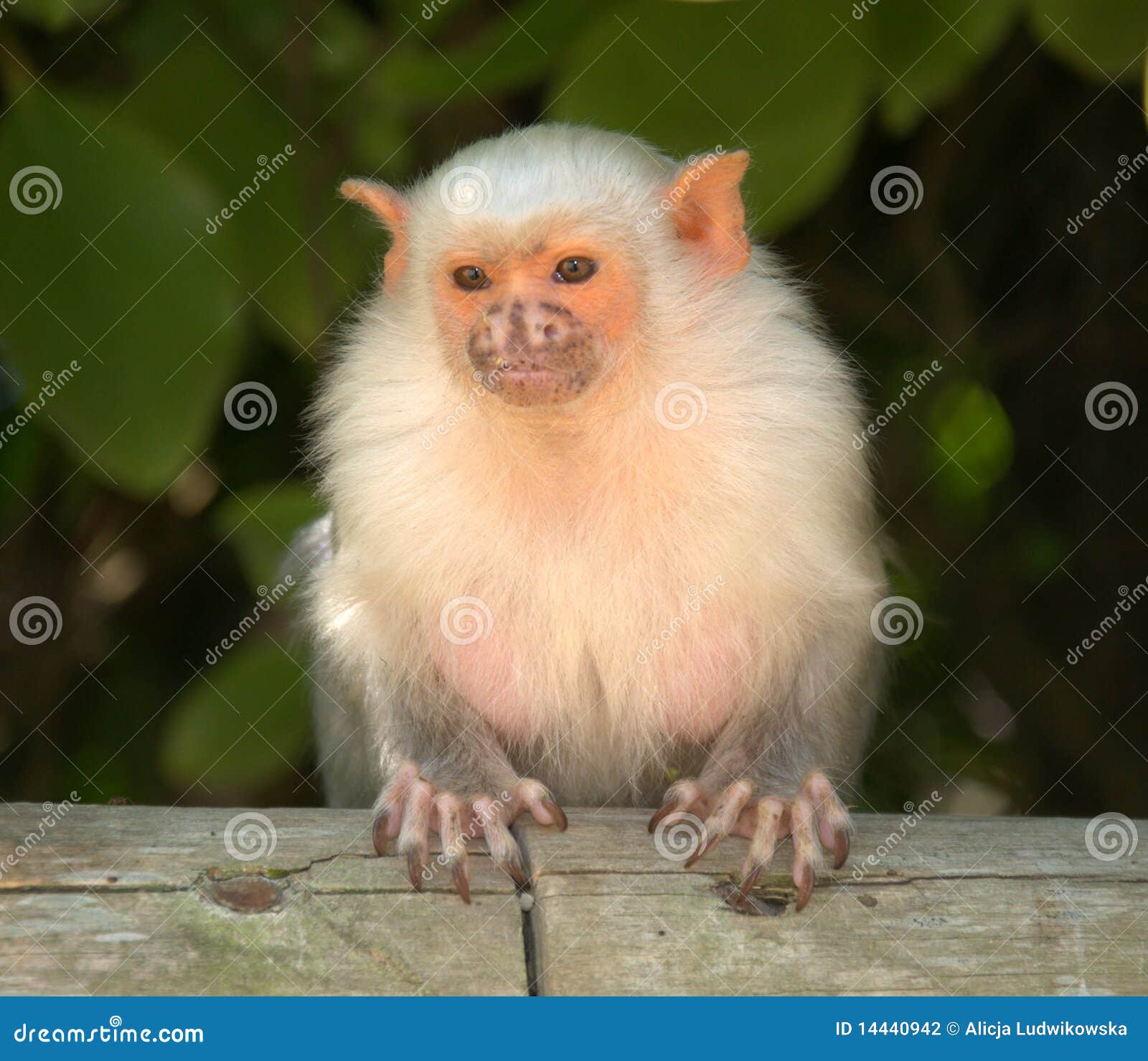 Cute small monkey stock photo. Image of cute, close, wildlife - 14440942