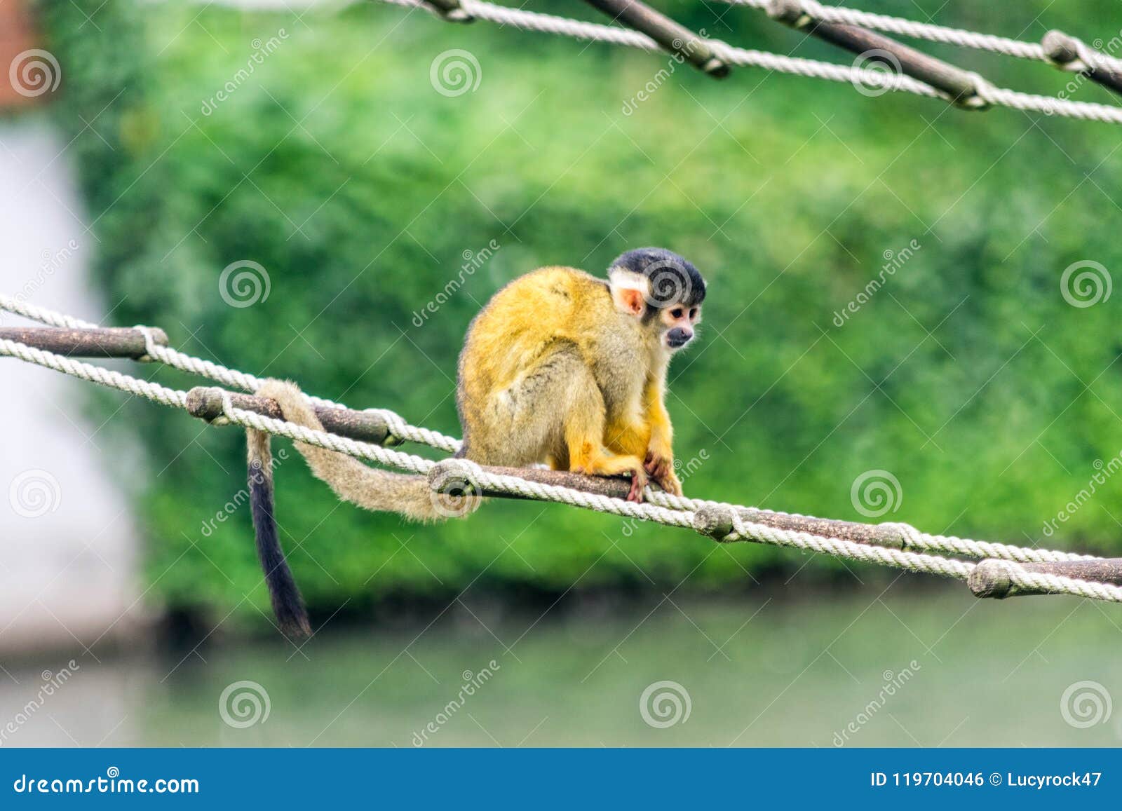 Monkey Ladder On A Mast Of A Construction Work Barge Royalty-Free Stock ...