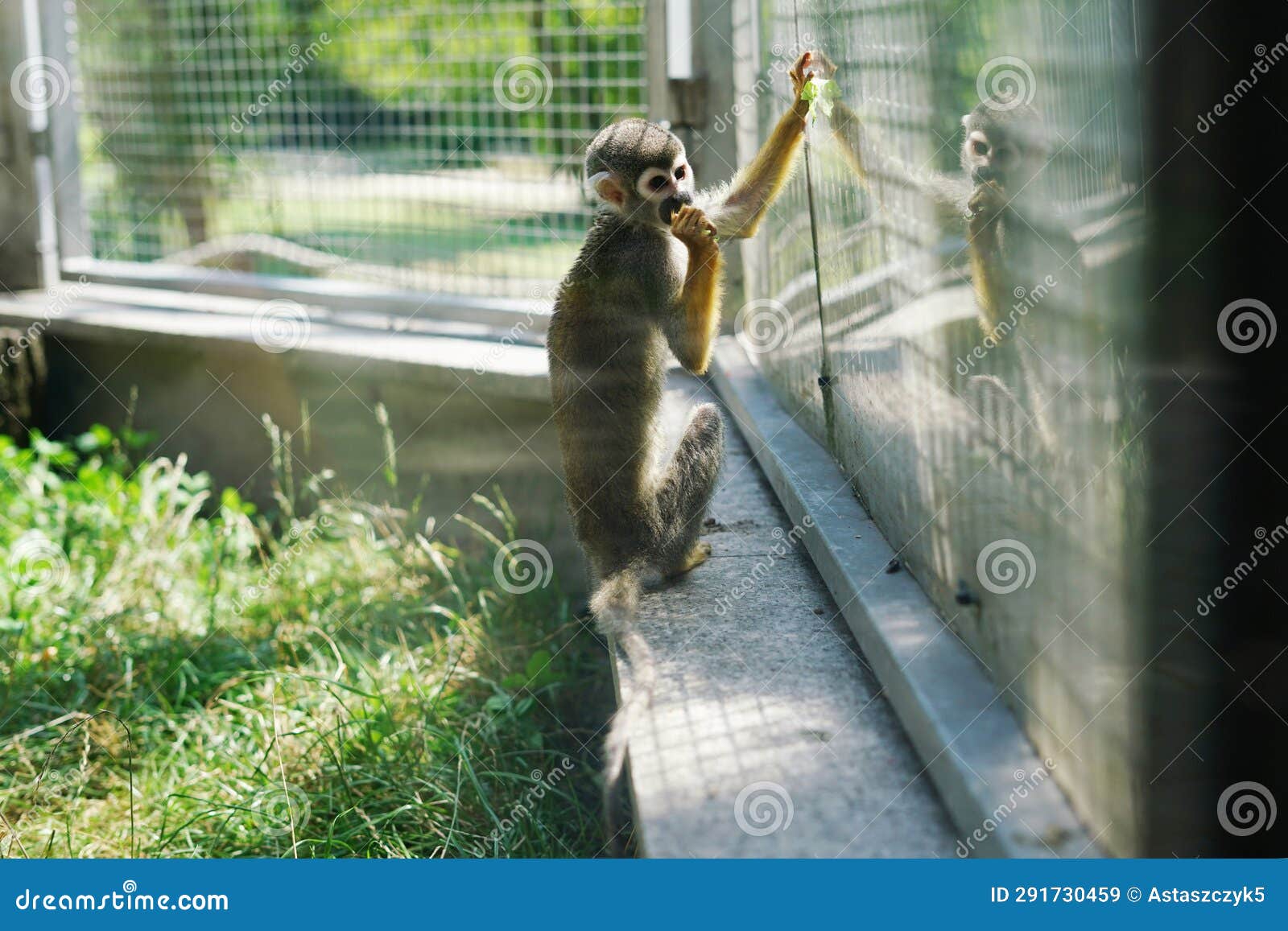 Cute Small Monkey in the Zoo Stock Image - Image of plant, duck: 291730459