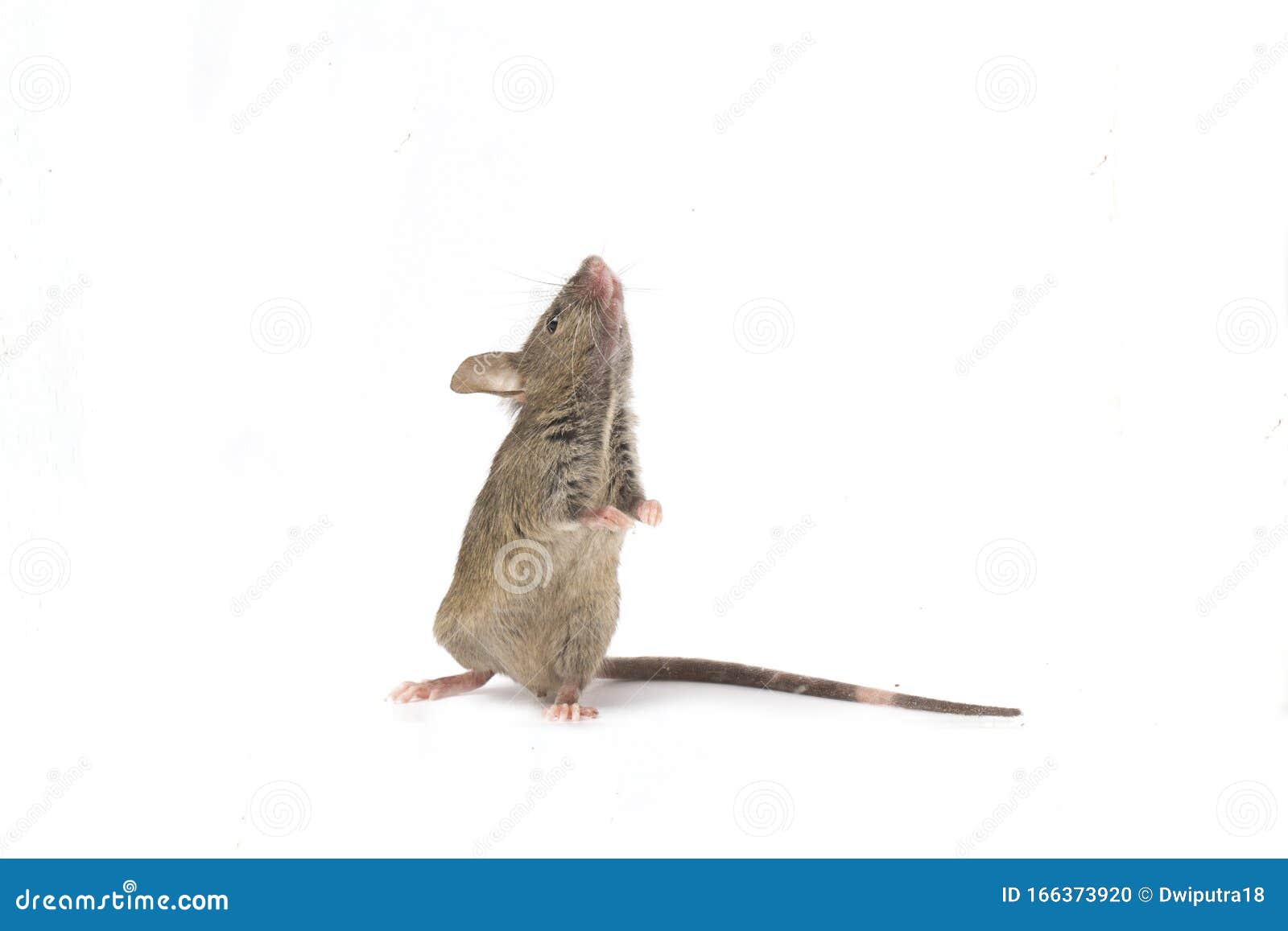 Small Mouse Isolated on a White Stock Photo - Image of hairy, mice ...
