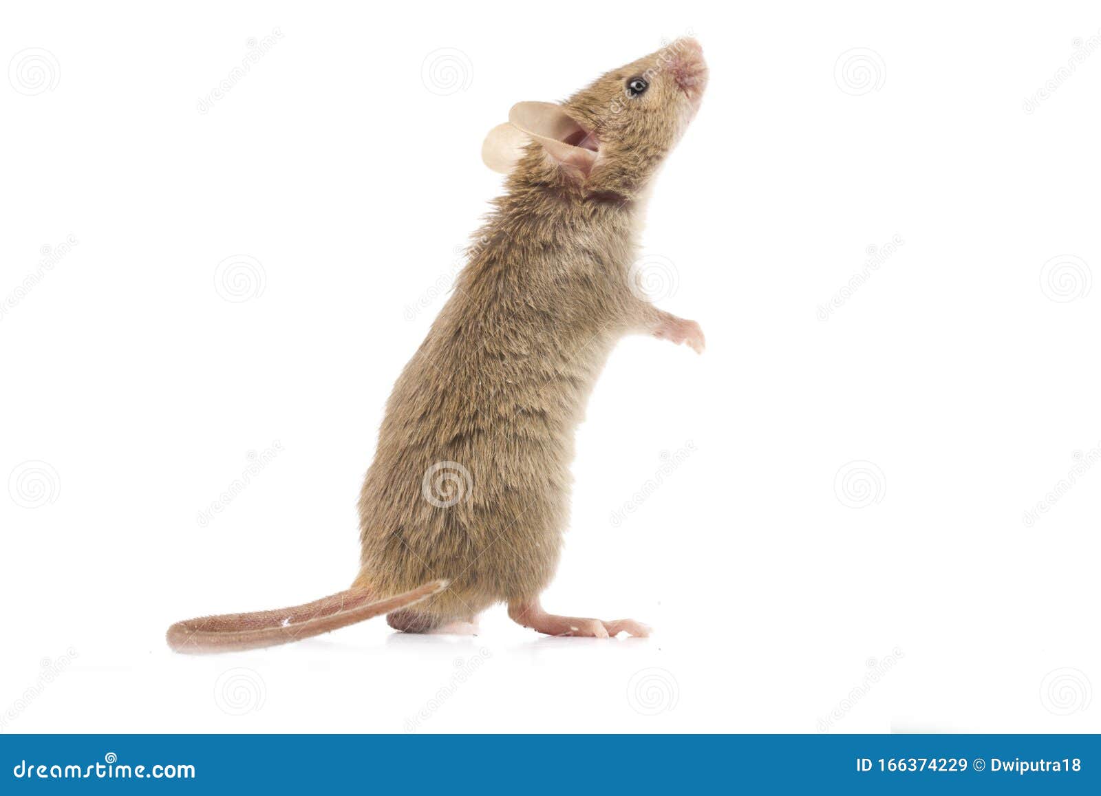 Small Mouse Isolated on a White Stock Image - Image of common, close ...