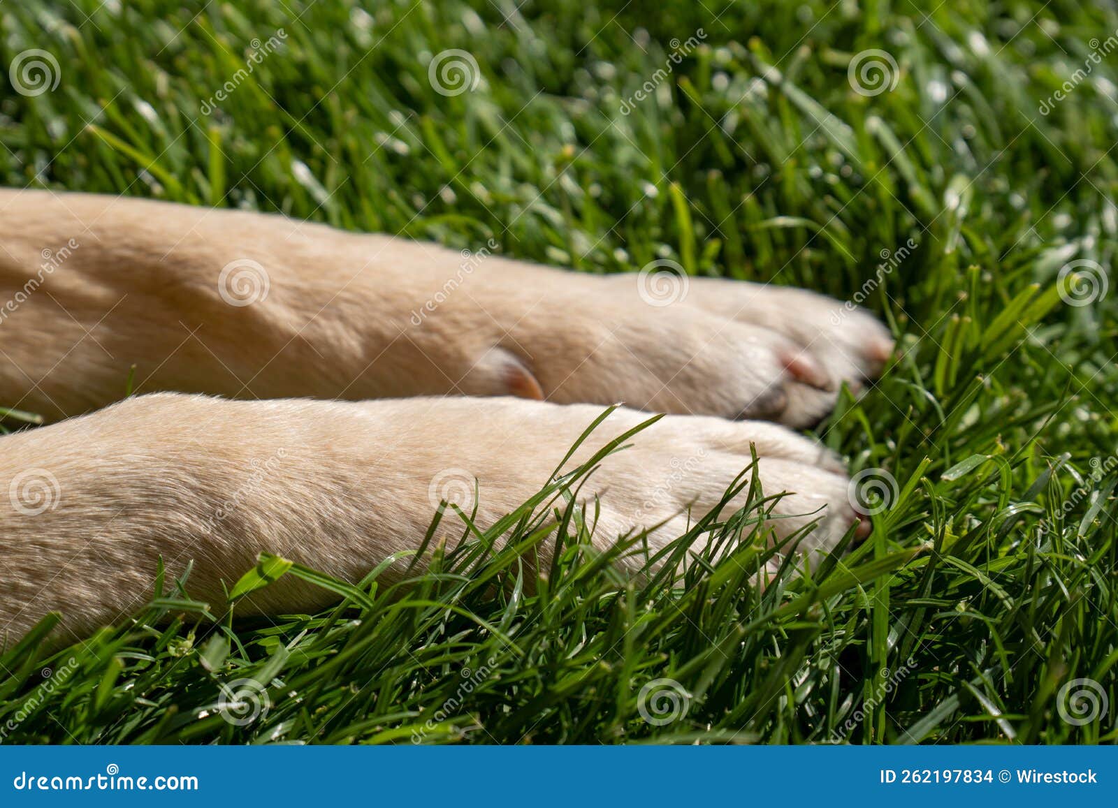 Small Paws of a Brown Labrador Retriever on the Grass Stock Photo ...