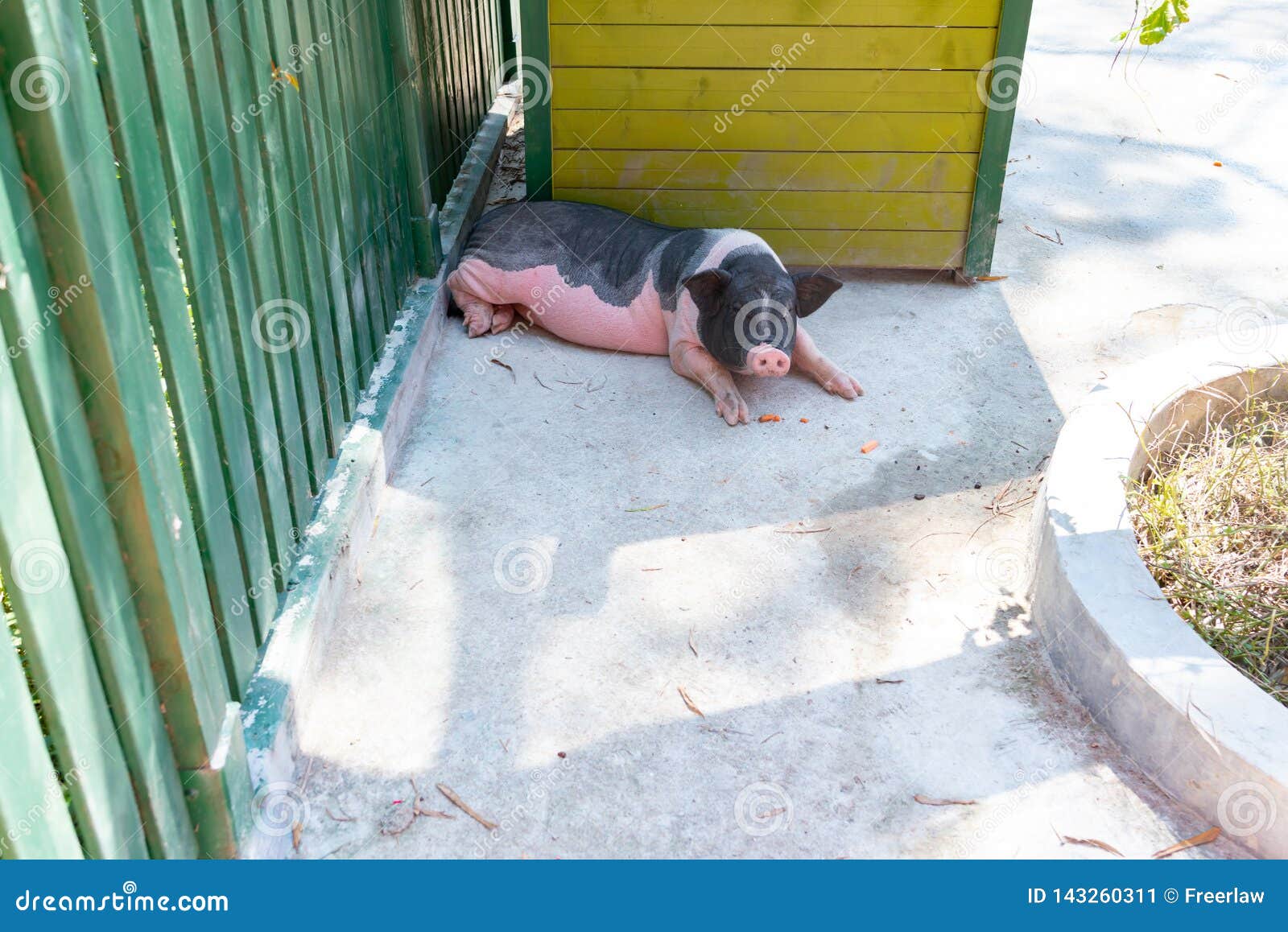Cute and small pig in zoo stock image. Image of nature - 143260311