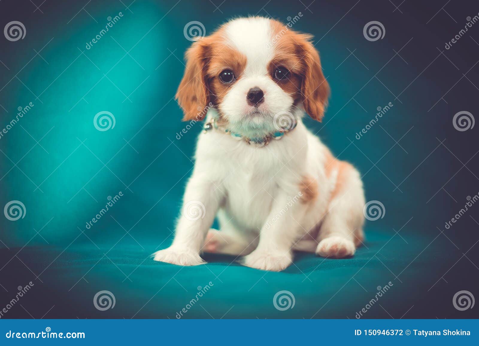 Cute Small Puppy Cavalier King Charles Spaniel Stock Photo - Image of ...