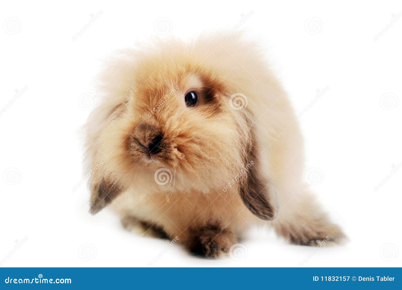 Cute small rabbit stock image. Image of staring, orange - 11832157
