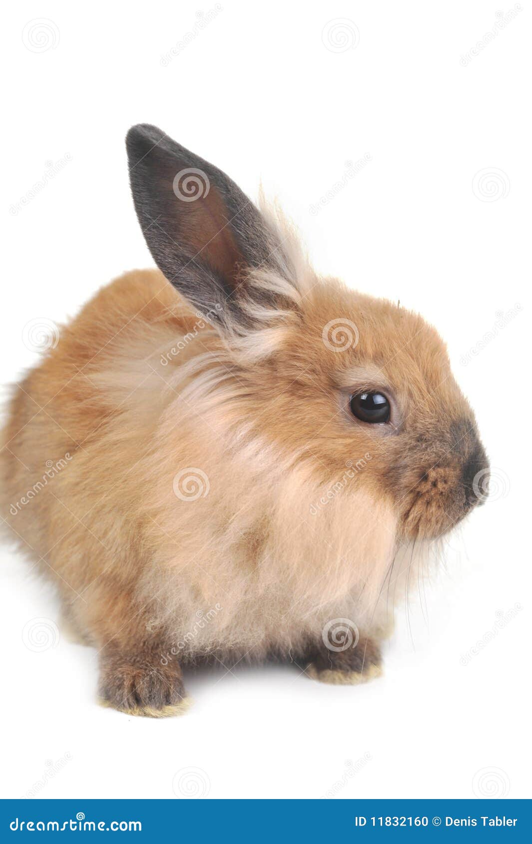 Cute small rabbit stock photo. Image of sitting, mammal - 11832160