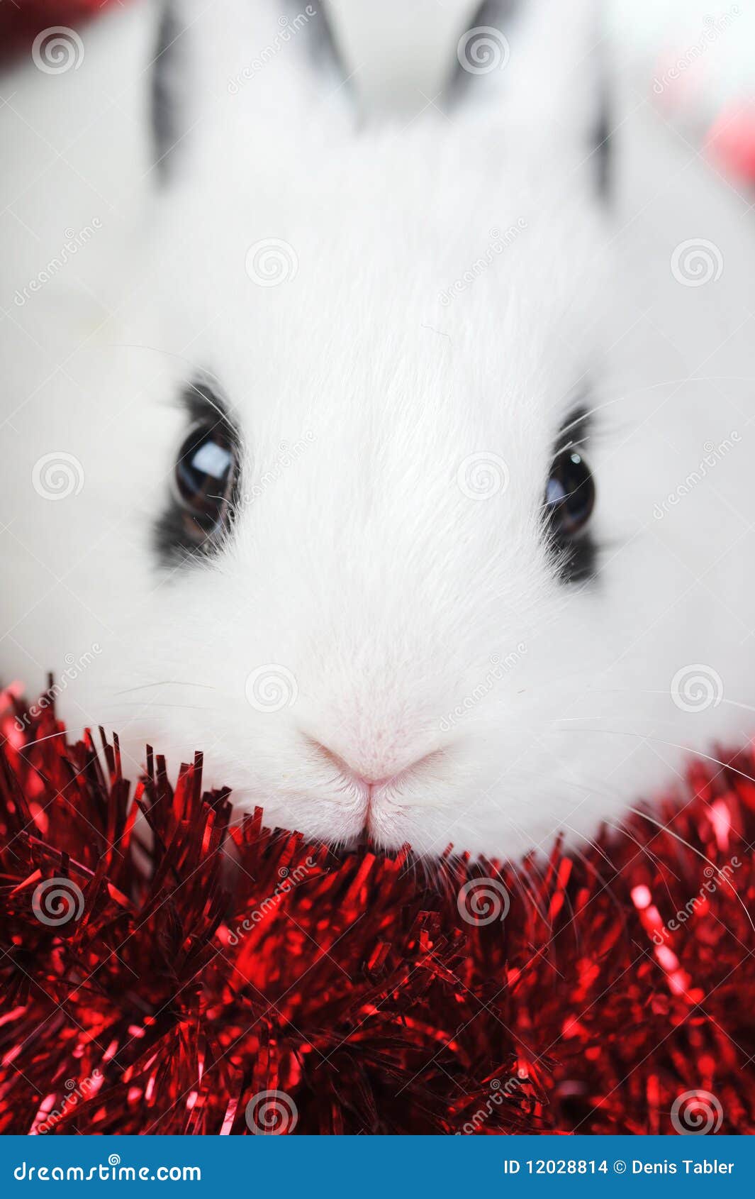 50,079 Cute Small Rabbit Photos - Free & Royalty-Free Stock Photos from ...