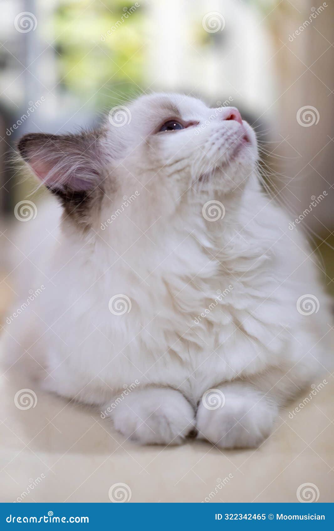 Cute, small Ragdoll cat. stock image. Image of cozy - 322342465