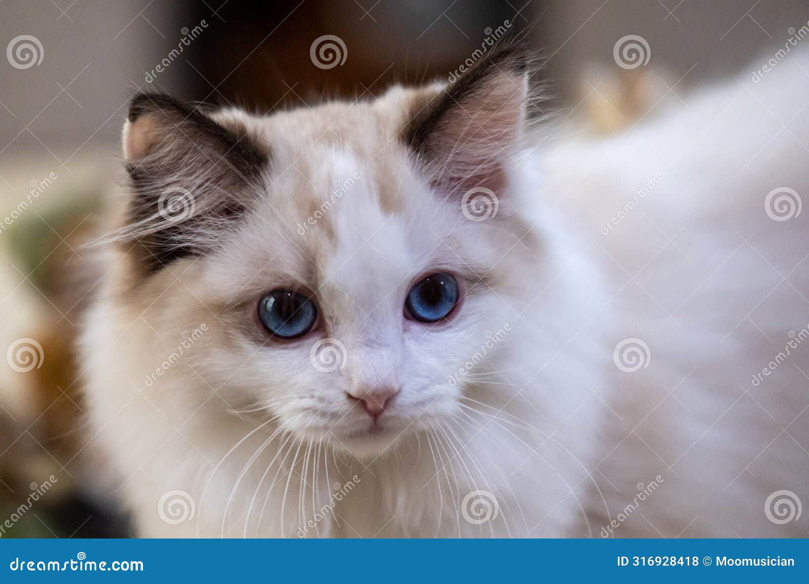 Cute, small Ragdoll cat. stock photo. Image of brown - 316928418