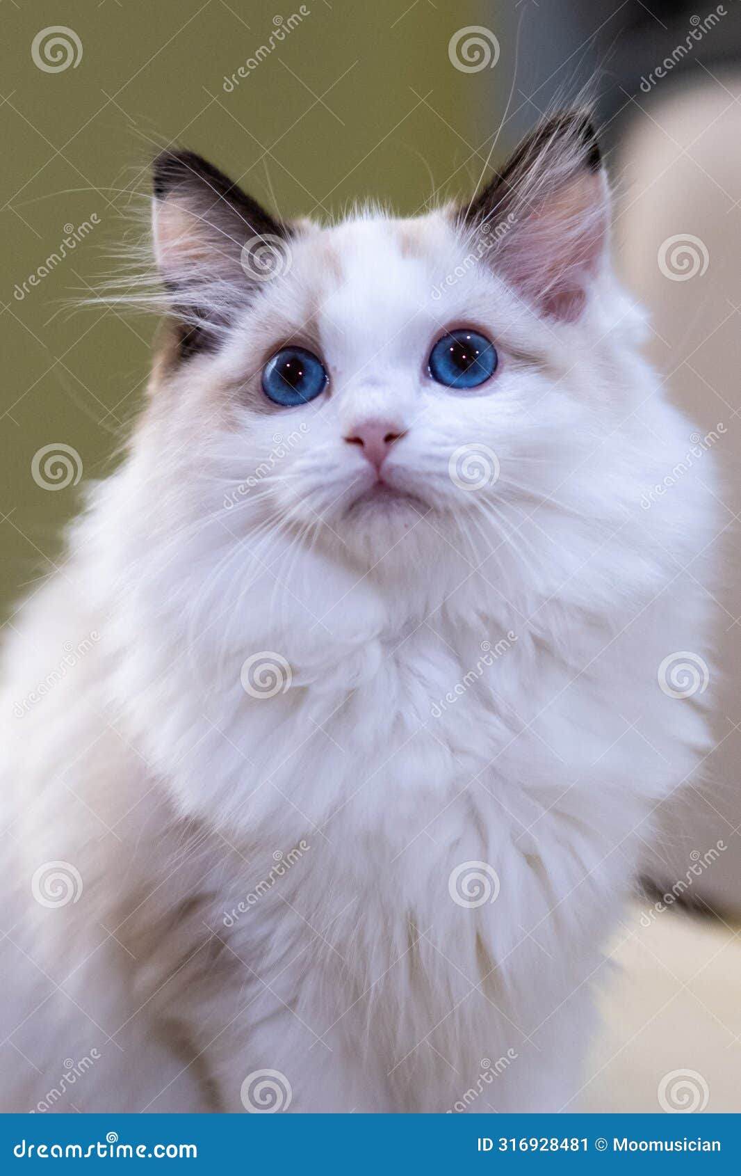 Cute, small Ragdoll cat. stock image. Image of animal - 316928481