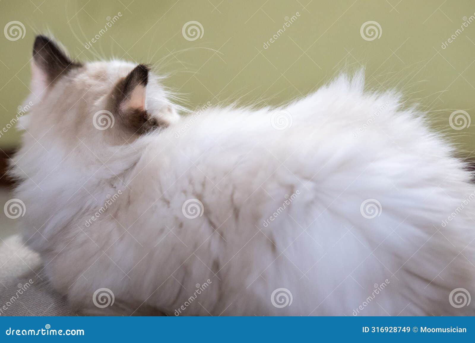 Cute, small Ragdoll cat. stock image. Image of kitty - 316928749