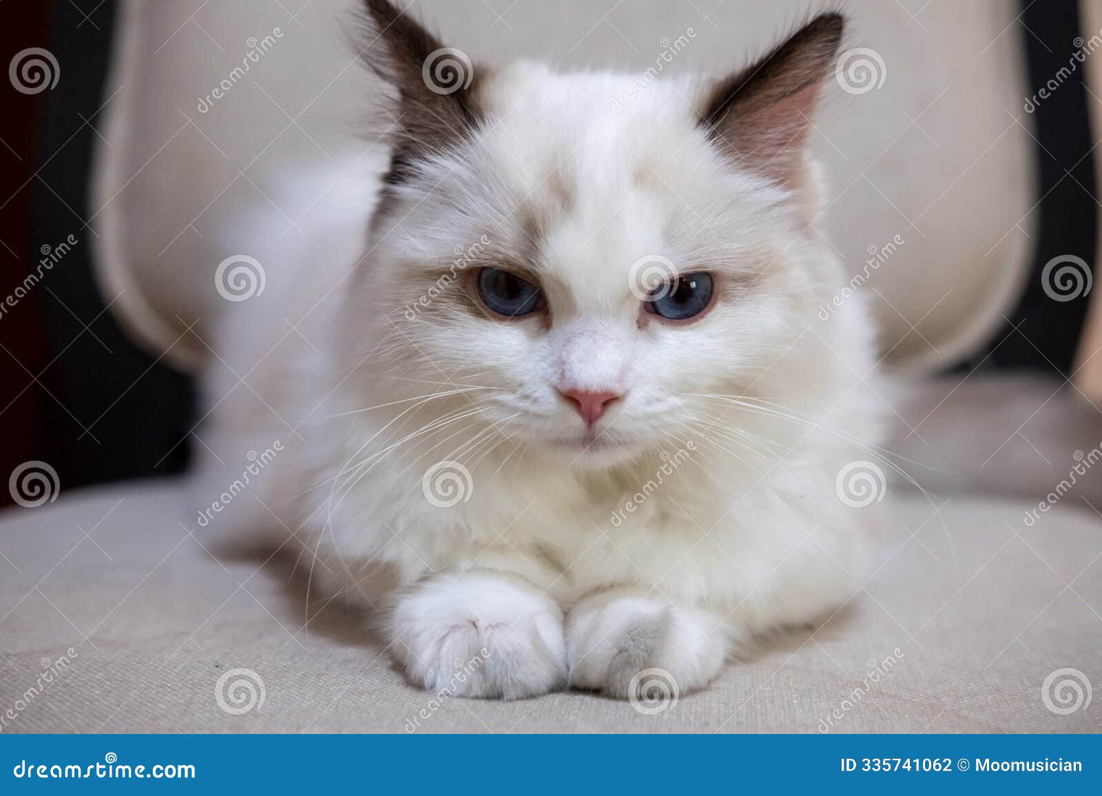 Cute, small Ragdoll cat. stock photo. Image of funny - 335741062