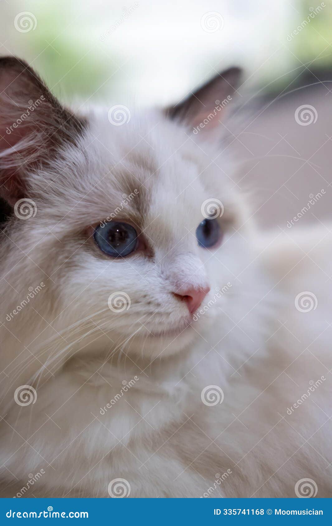 Cute, small Ragdoll cat. stock photo. Image of kitty - 335741168