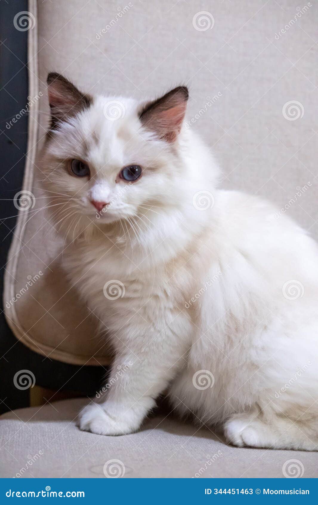 Cute, small Ragdoll cat. stock image. Image of feline - 344451463