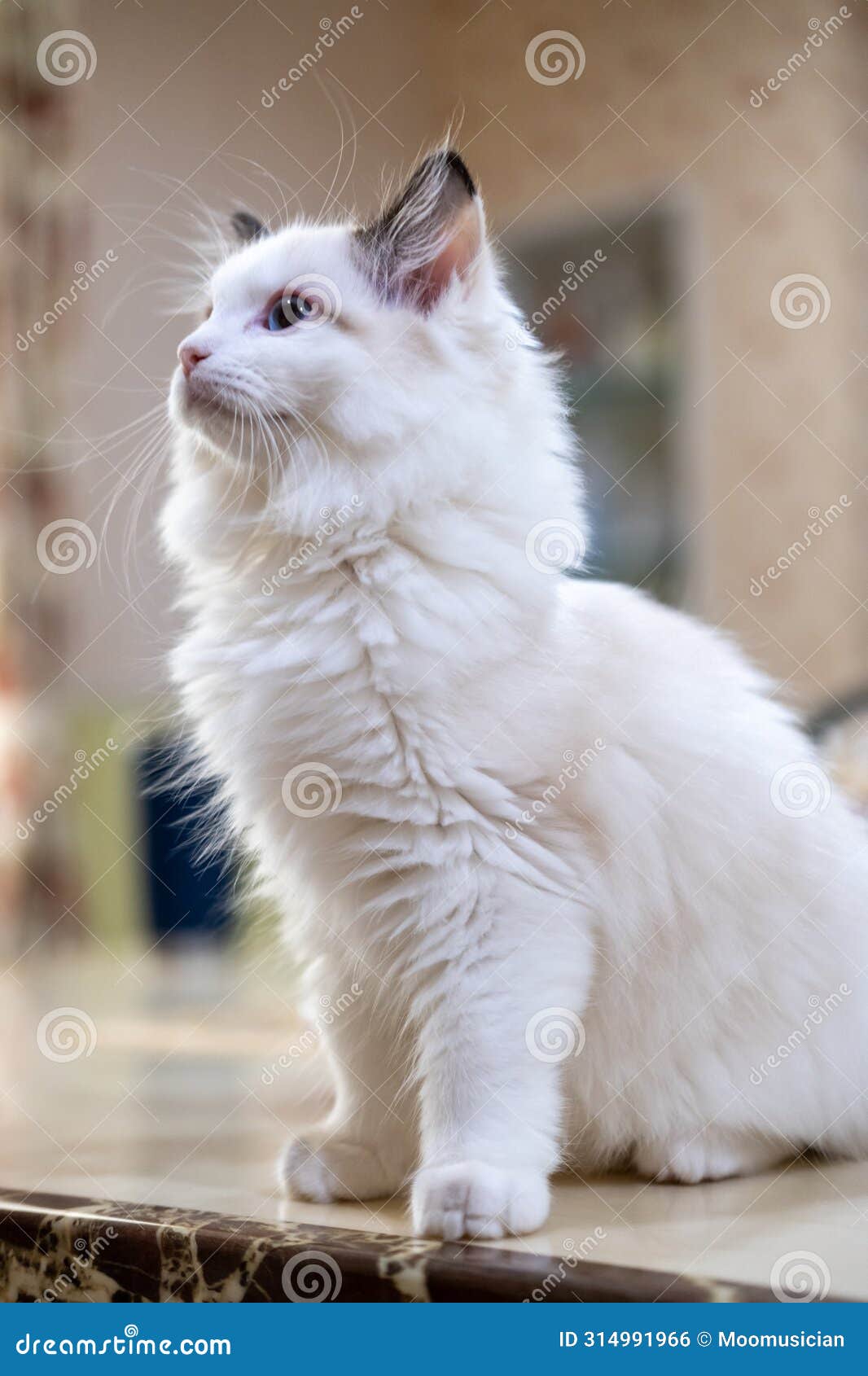 Cute, Small Ragdoll Cat Standing on the Table. Stock Photo - Image of ...
