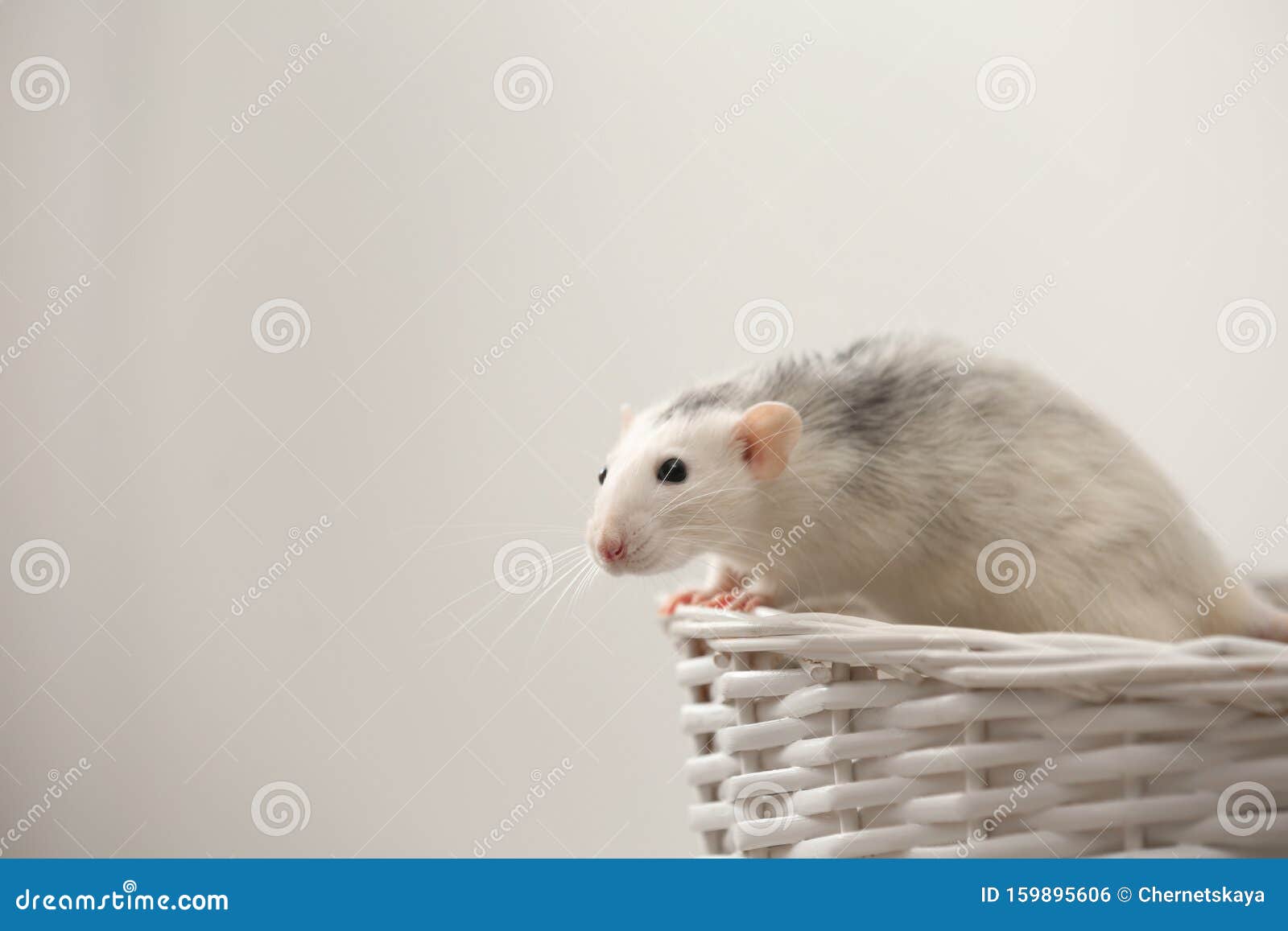 Cute Rat in Basket Against Light Background Stock Photo - Image of ...