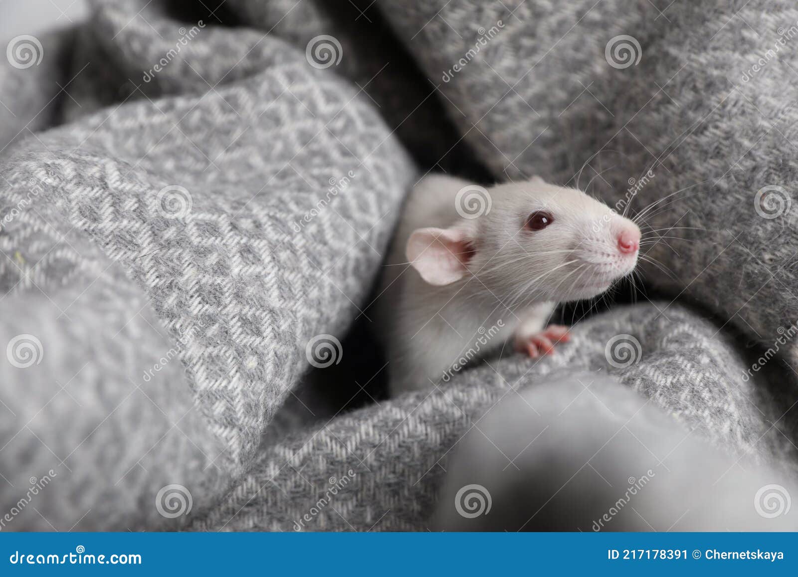 Cute Small Rat on Soft Grey Blanket Stock Image - Image of hair, color ...