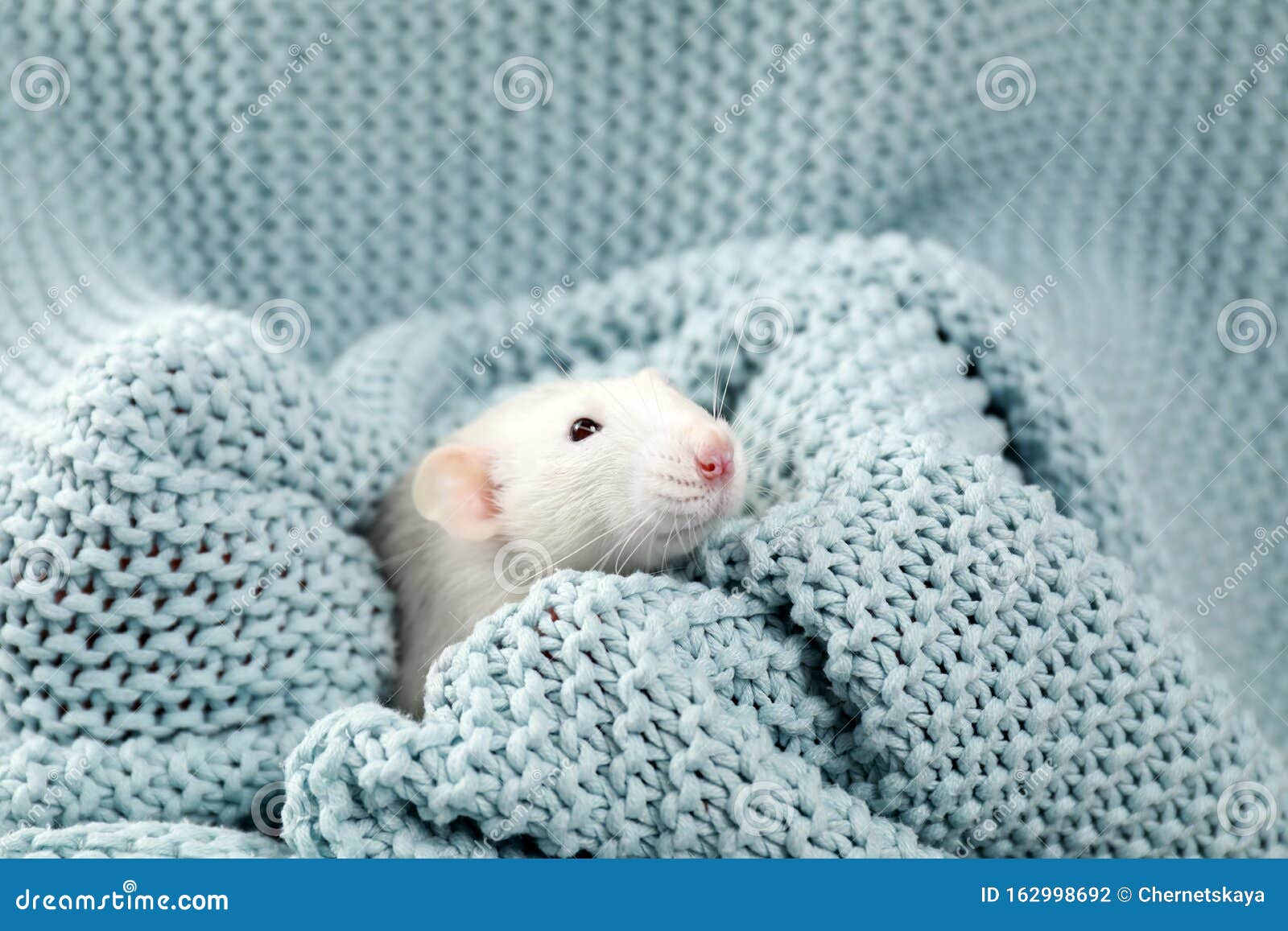 Cute Small Rat Wrapped in Soft Knitted Blanket Stock Photo - Image of ...