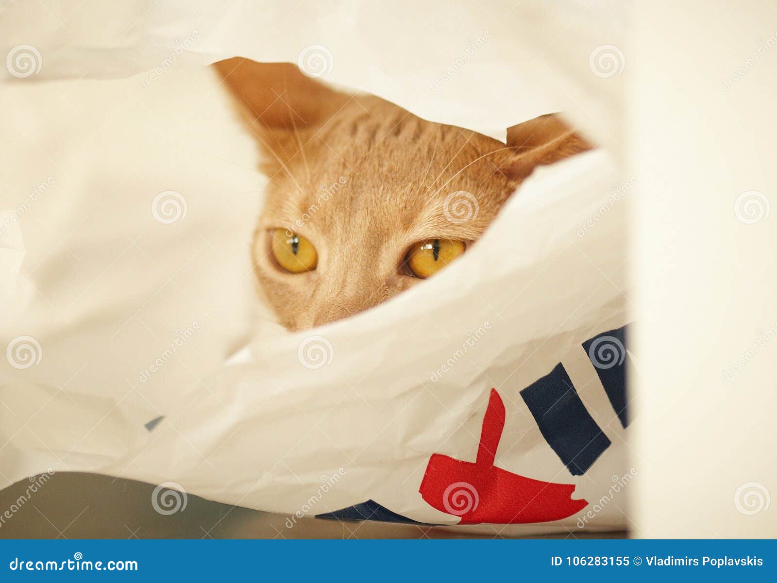 Cute small red cat stock image. Image of background - 106283155