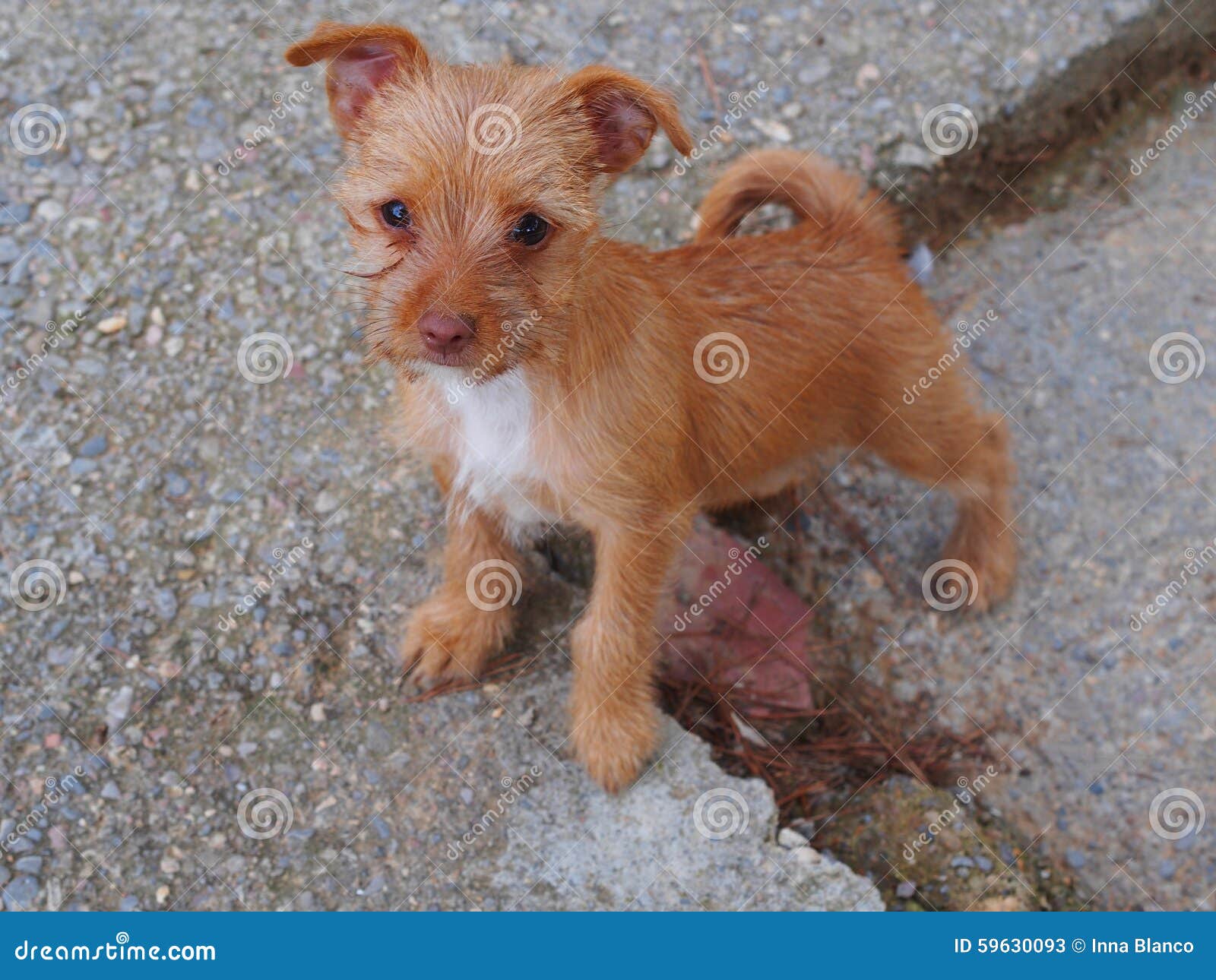 Cute Small Red-haired Puppy Stock Image - Image of baby, portrait: 59630093
